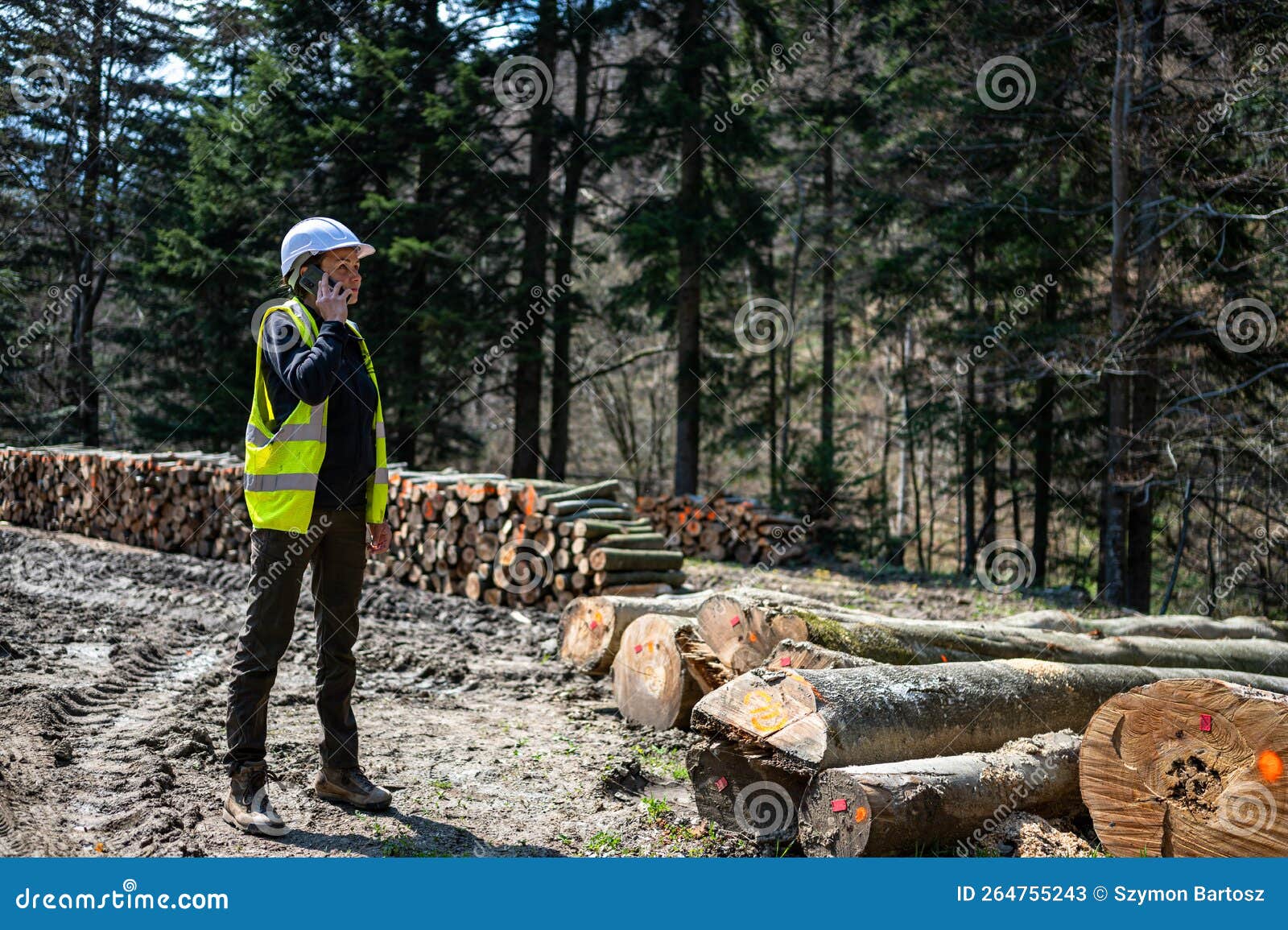 A Woman Working As a Forester. Wood Quality Control Process Stock Image ...