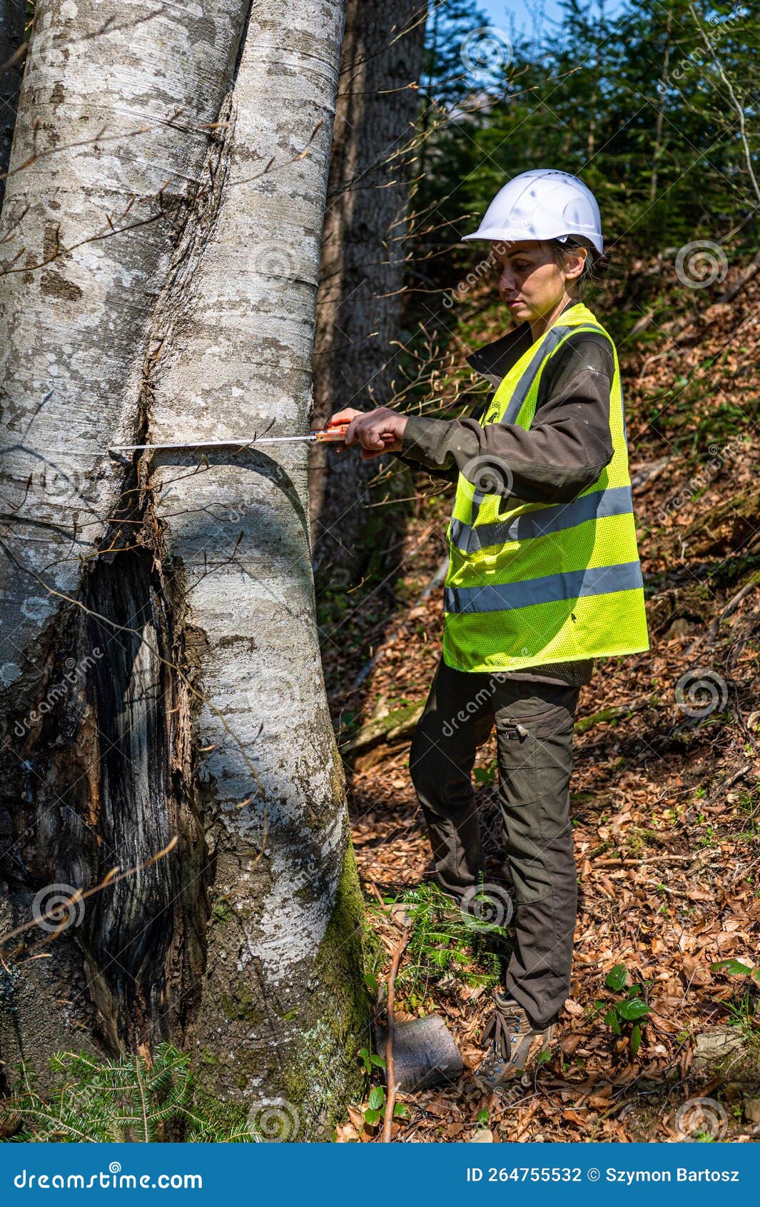 A Woman Working As a Forester. Wood Quality Control Process Stock Photo ...