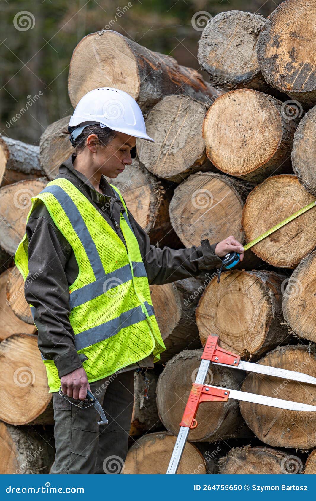 A Woman Working As a Forester. Wood Quality Control Process Stock Photo ...