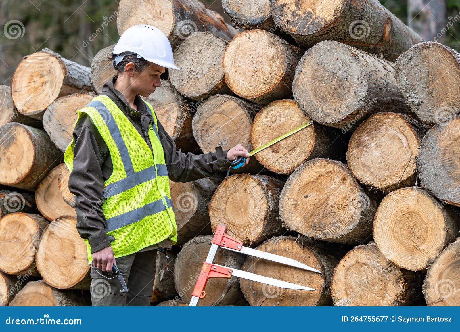 A Woman Working As a Forester. Wood Quality Control Process Stock Image ...