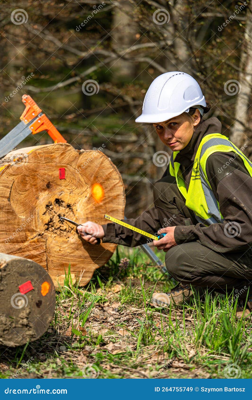 A Woman Working As a Forester. Wood Quality Control Process Stock Image ...