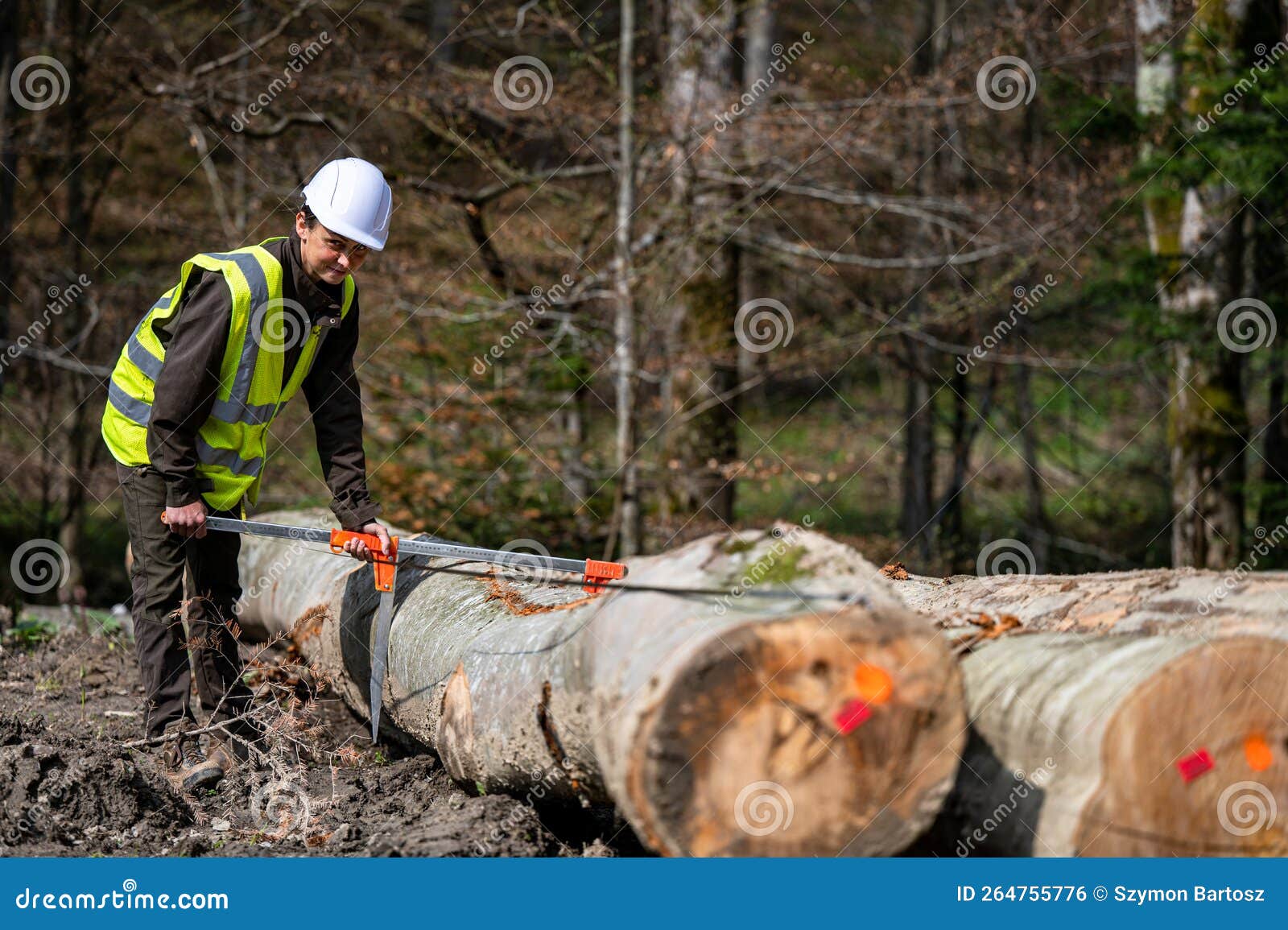 A Woman Working As a Forester. Wood Quality Control Process Stock Photo ...