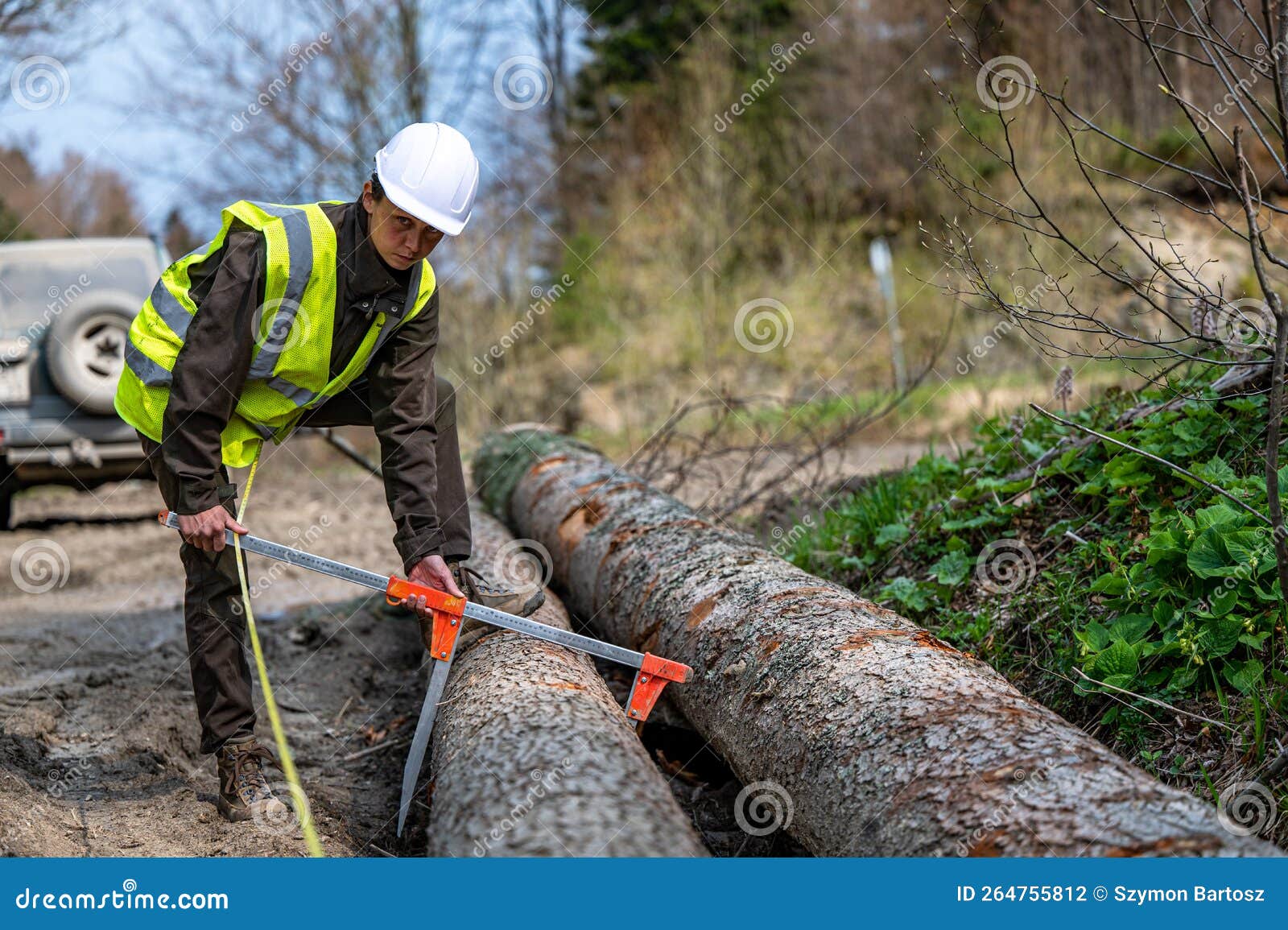 A Woman Working As a Forester. Wood Quality Control Process Stock Photo ...