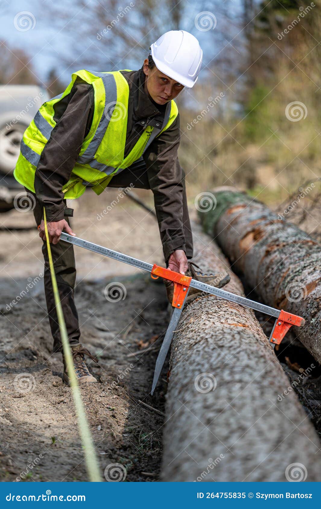 A Woman Working As a Forester. Wood Quality Control Process Stock Image ...
