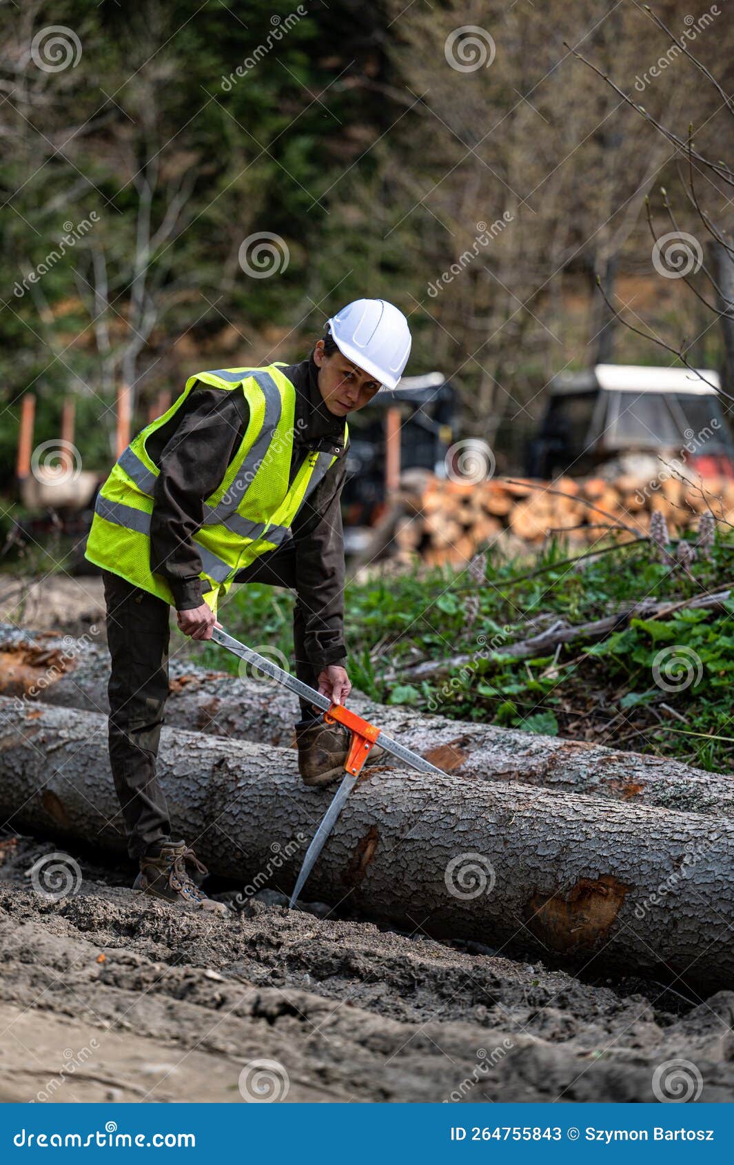 A Woman Working As a Forester. Wood Quality Control Process Stock Image ...