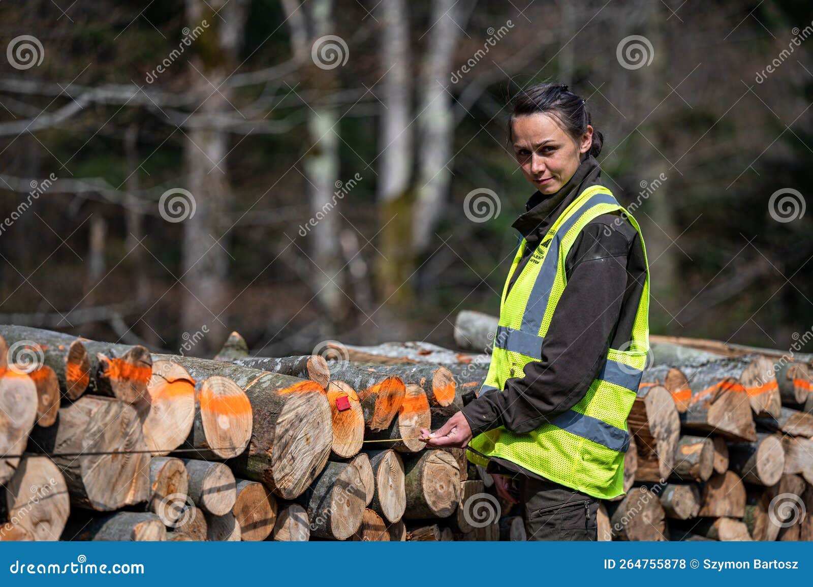 A Woman Working As a Forester. Wood Quality Control Process Stock Photo ...