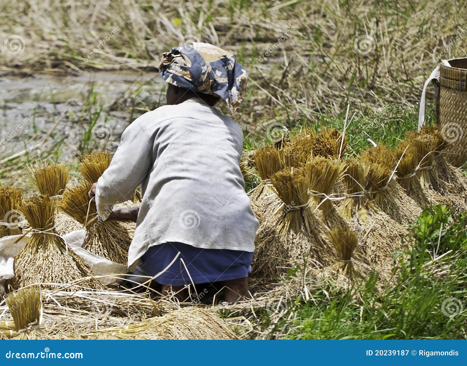 Woman Working on Collecting Rice Editorial Photography - Image of ...