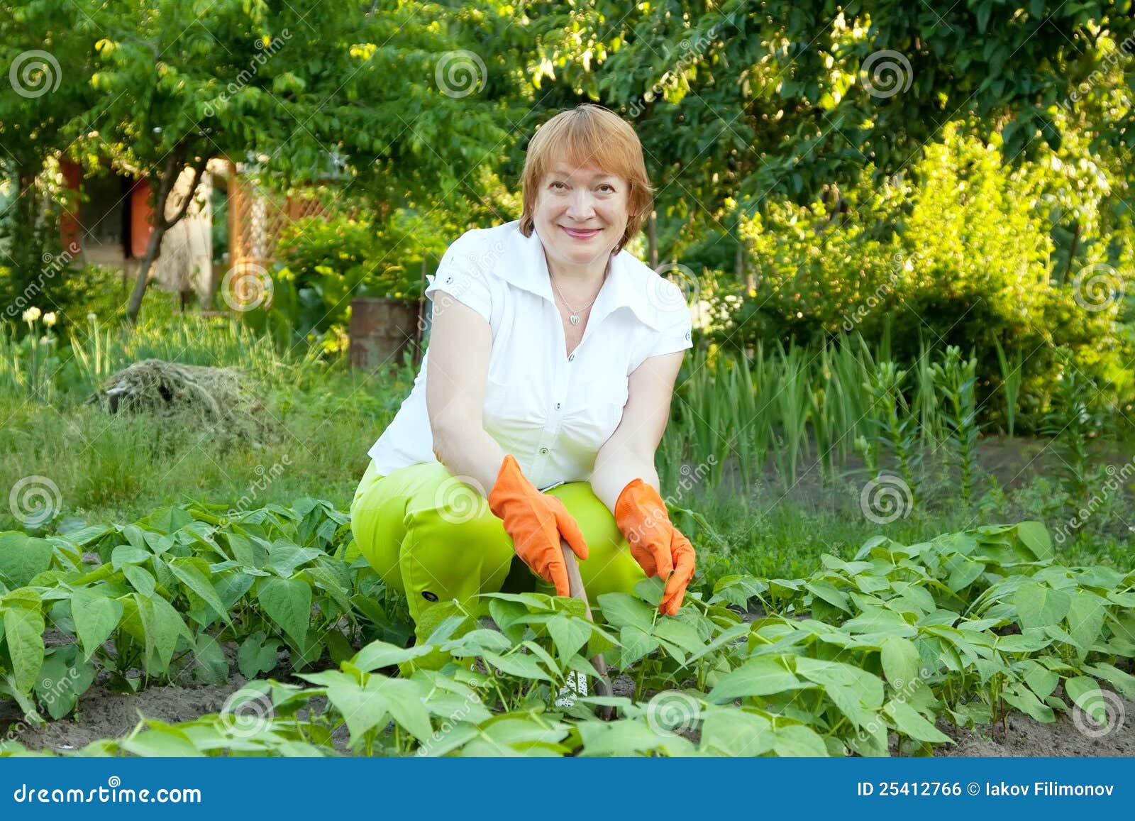 Woman Working in Field of Beans Stock Photo - Image of beans, farm ...