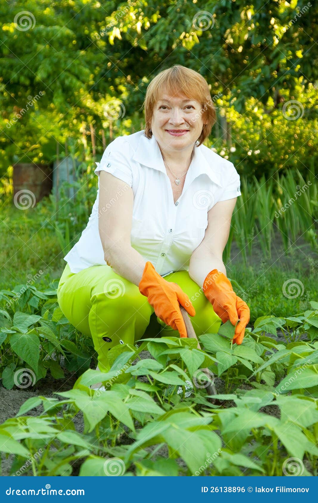 Woman Working in Field of Beans Stock Photo - Image of mature, people ...