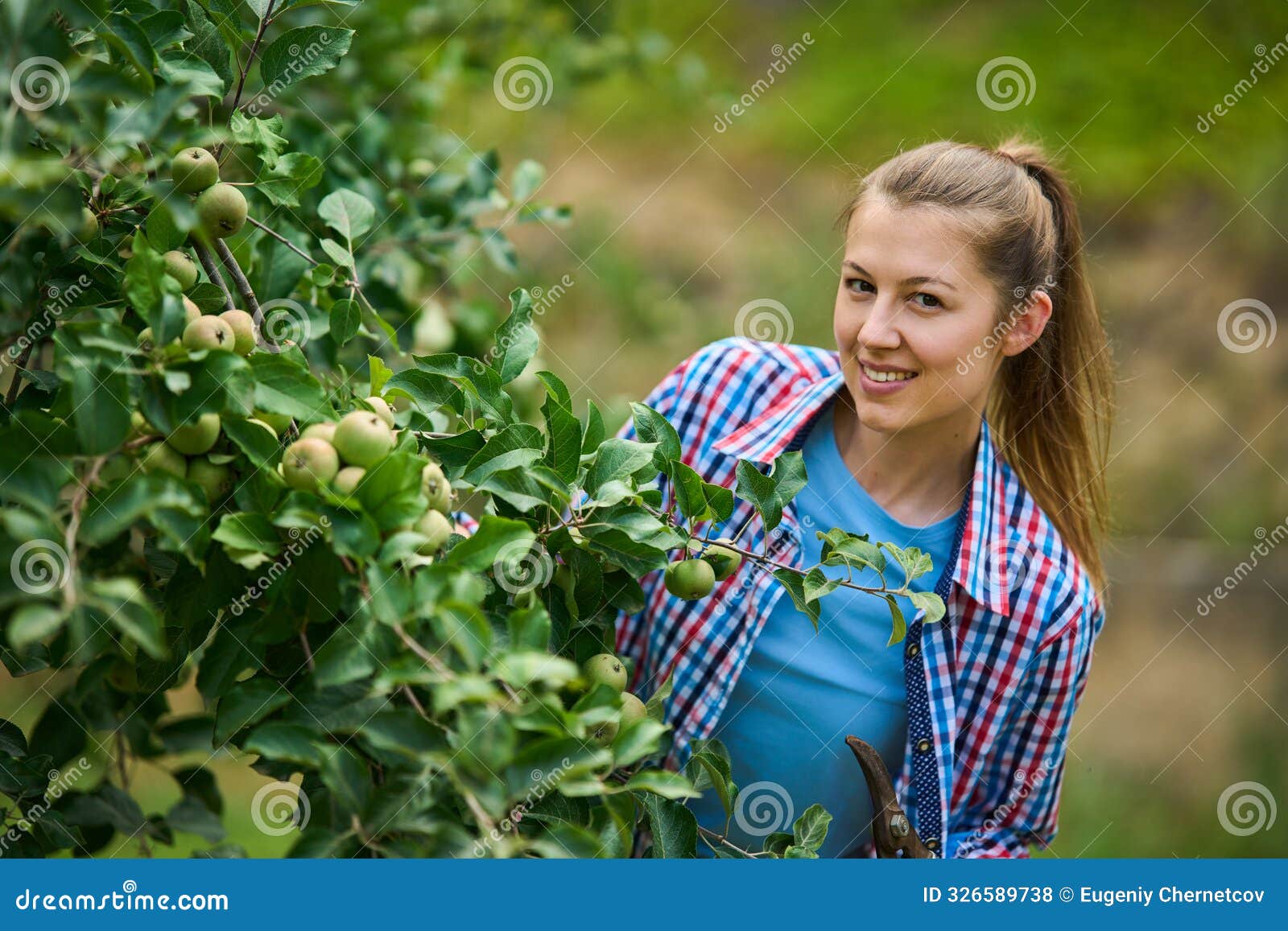 Woman Working during Harvesting Time Apple Tree. Stock Photo - Image of woman, field: 326589738