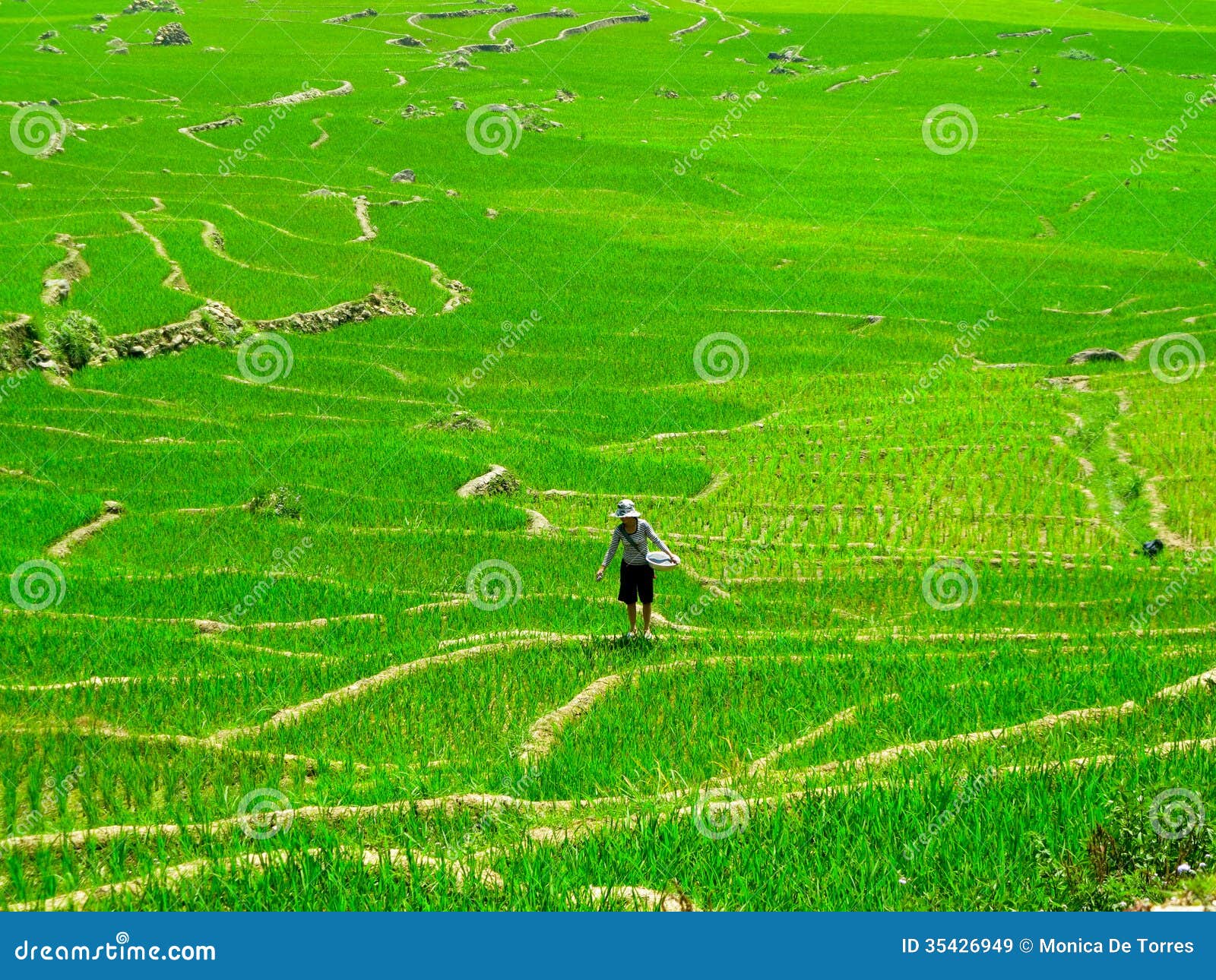 Woman Working in a Paddy Field Stock Image - Image of paddy, farming ...