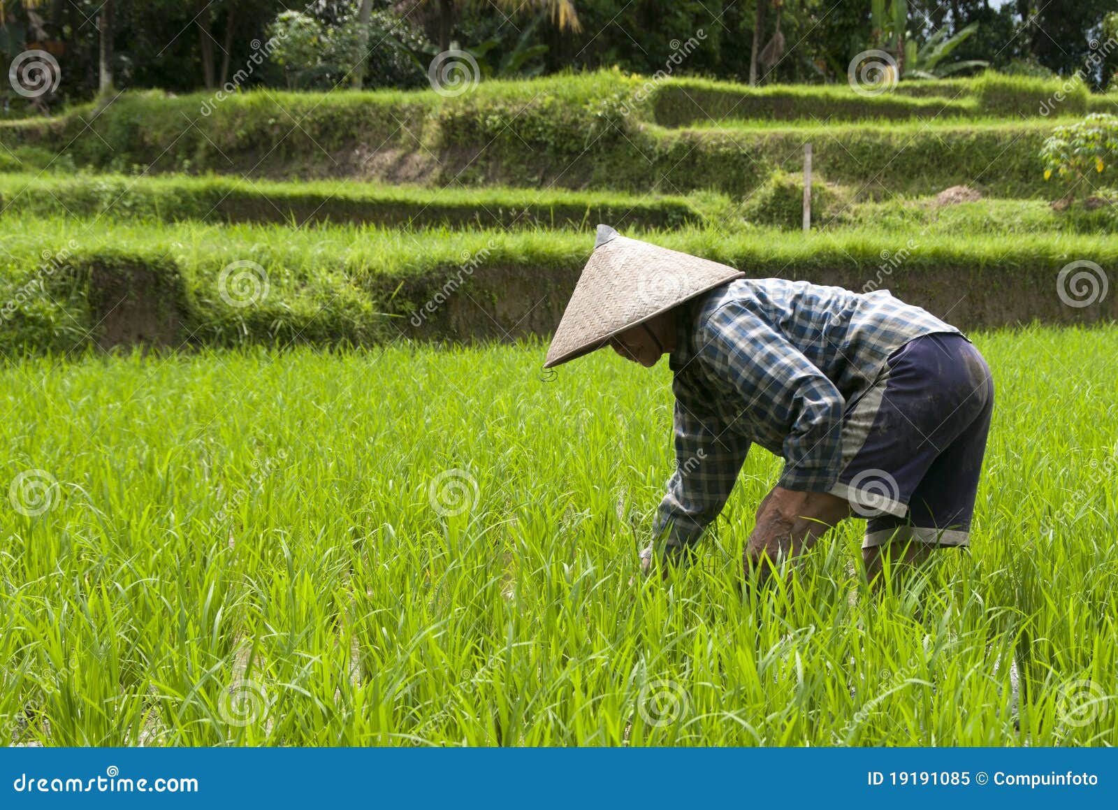 Woman Working in Rice Fields Editorial Image - Image of hills, hard ...