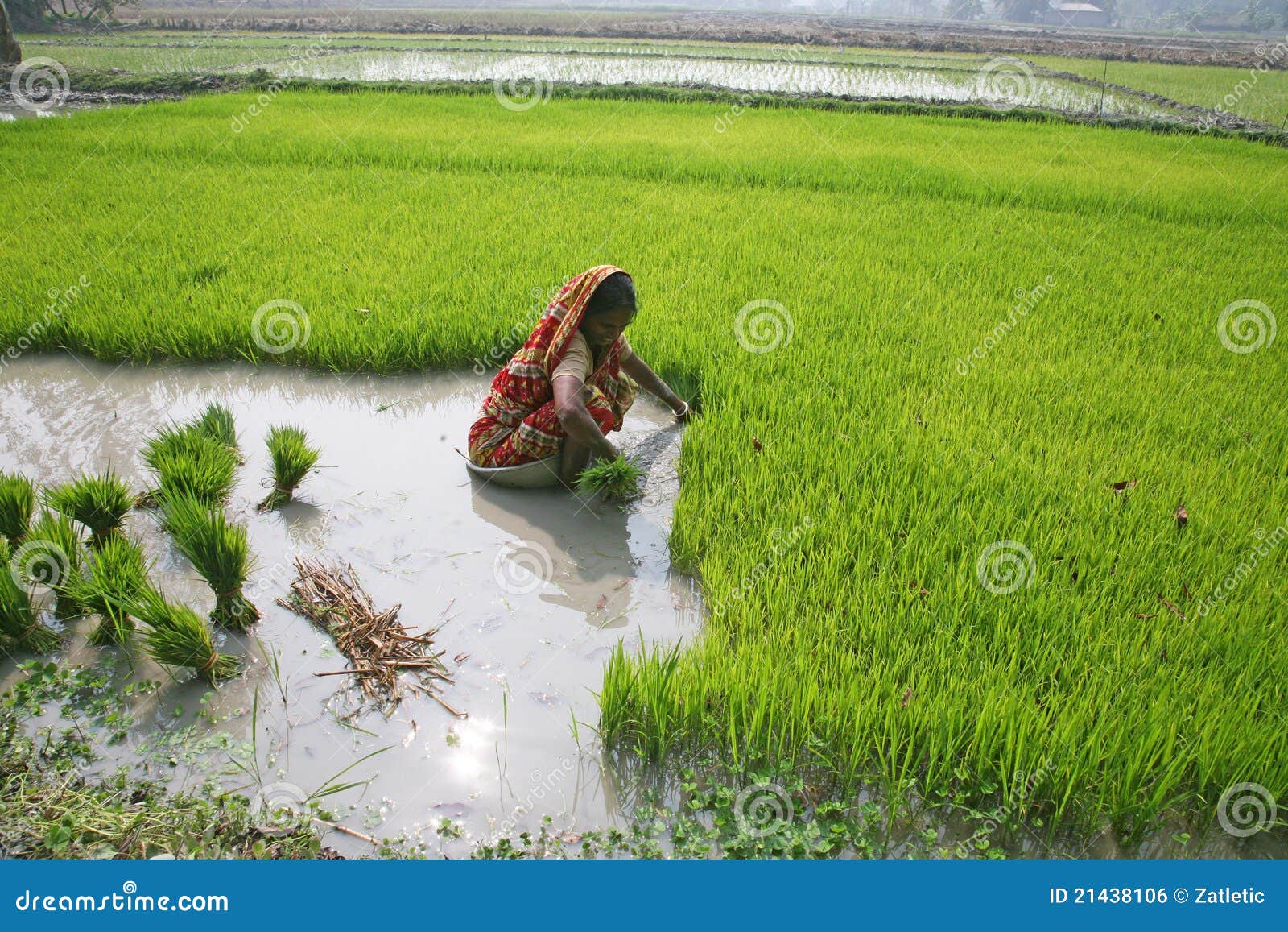 Woman Working in Rice Plantation Editorial Photo - Image of growth ...