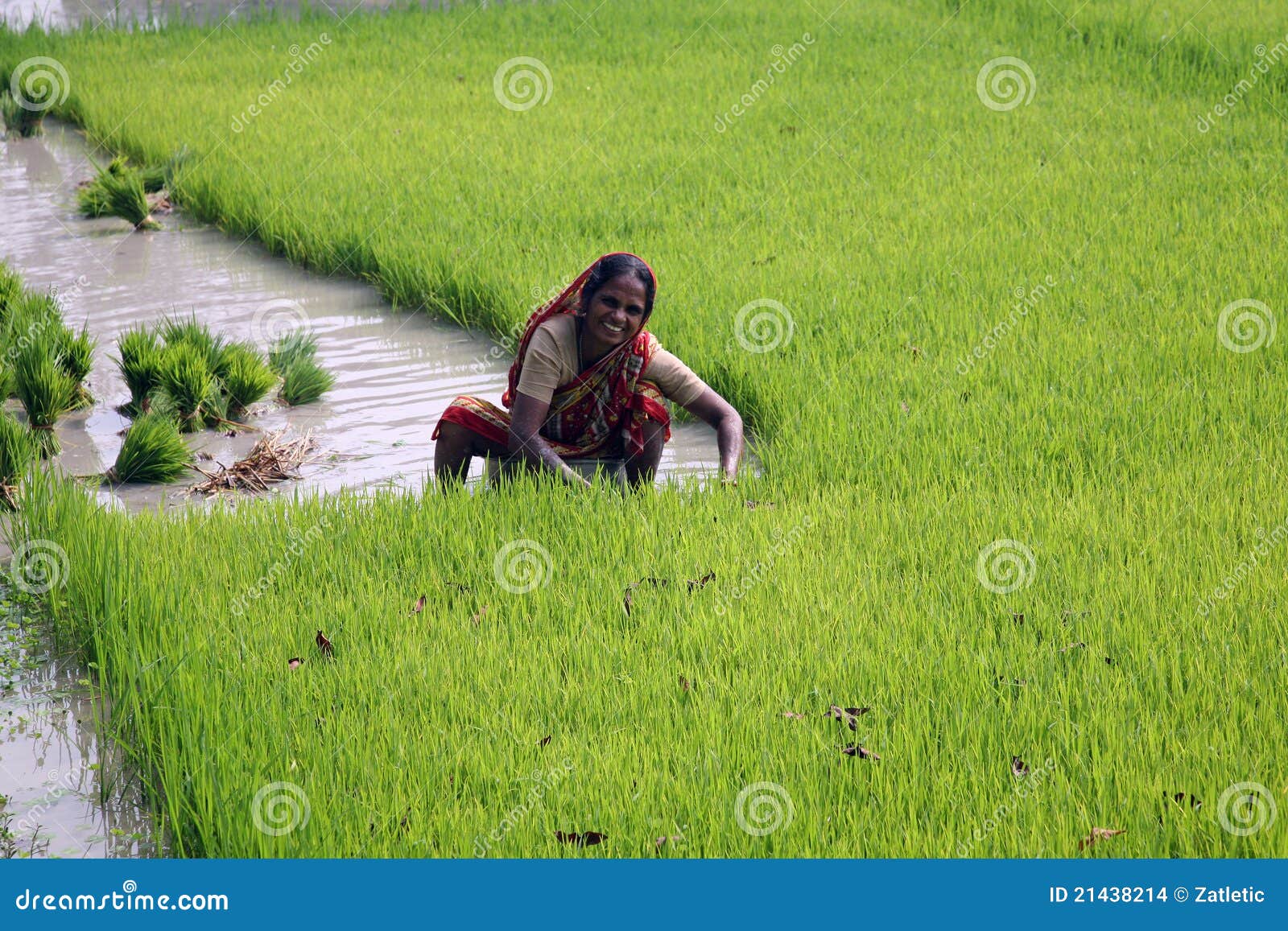 Woman Working in Rice Plantation Editorial Stock Image - Image of asian ...