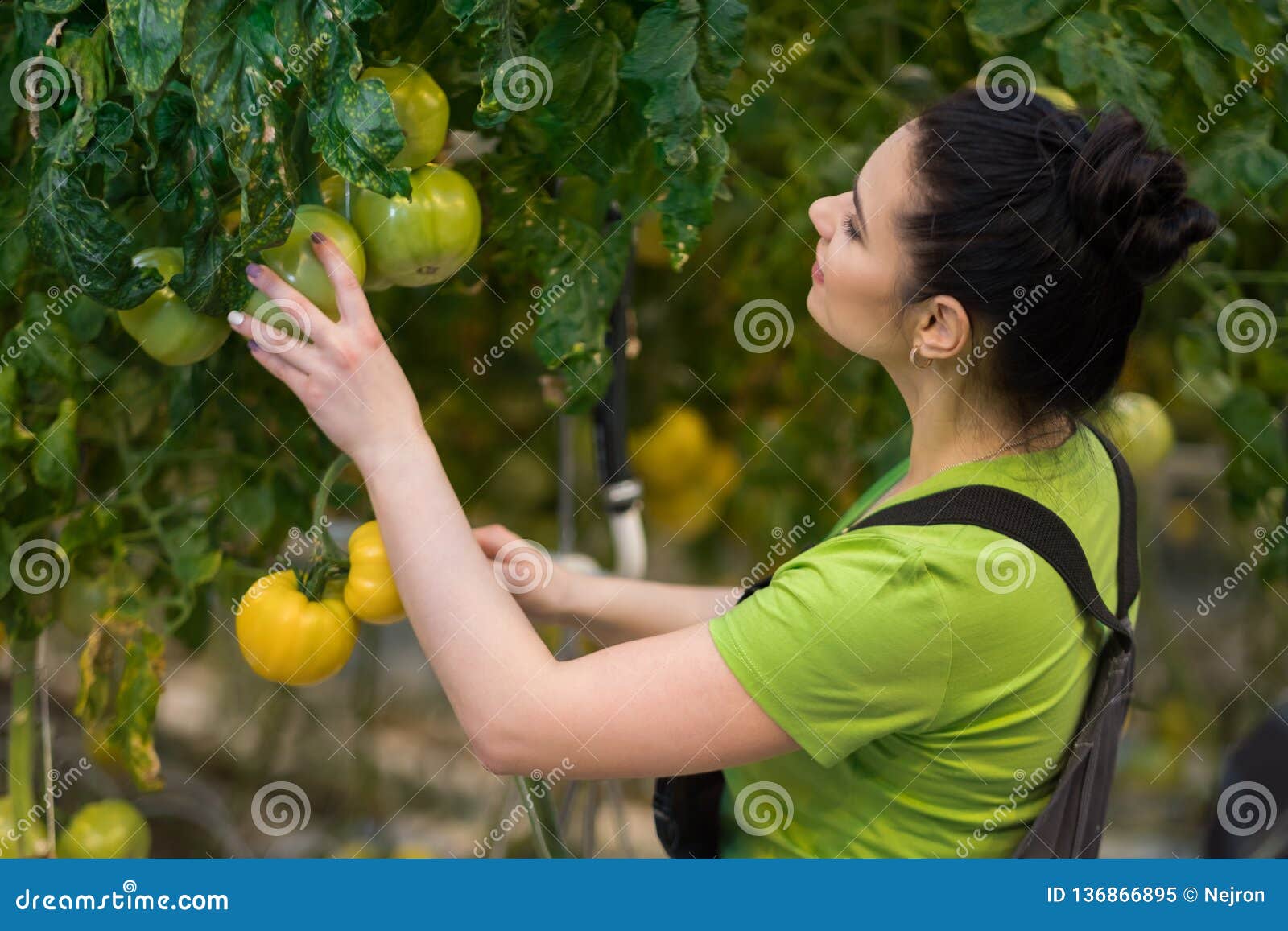 Woman Working in a Tomato Greenhouse Stock Image - Image of farming ...