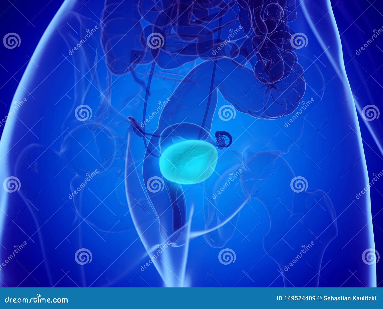 A womans bladder stock illustration. Illustration of skeleton - 149524409