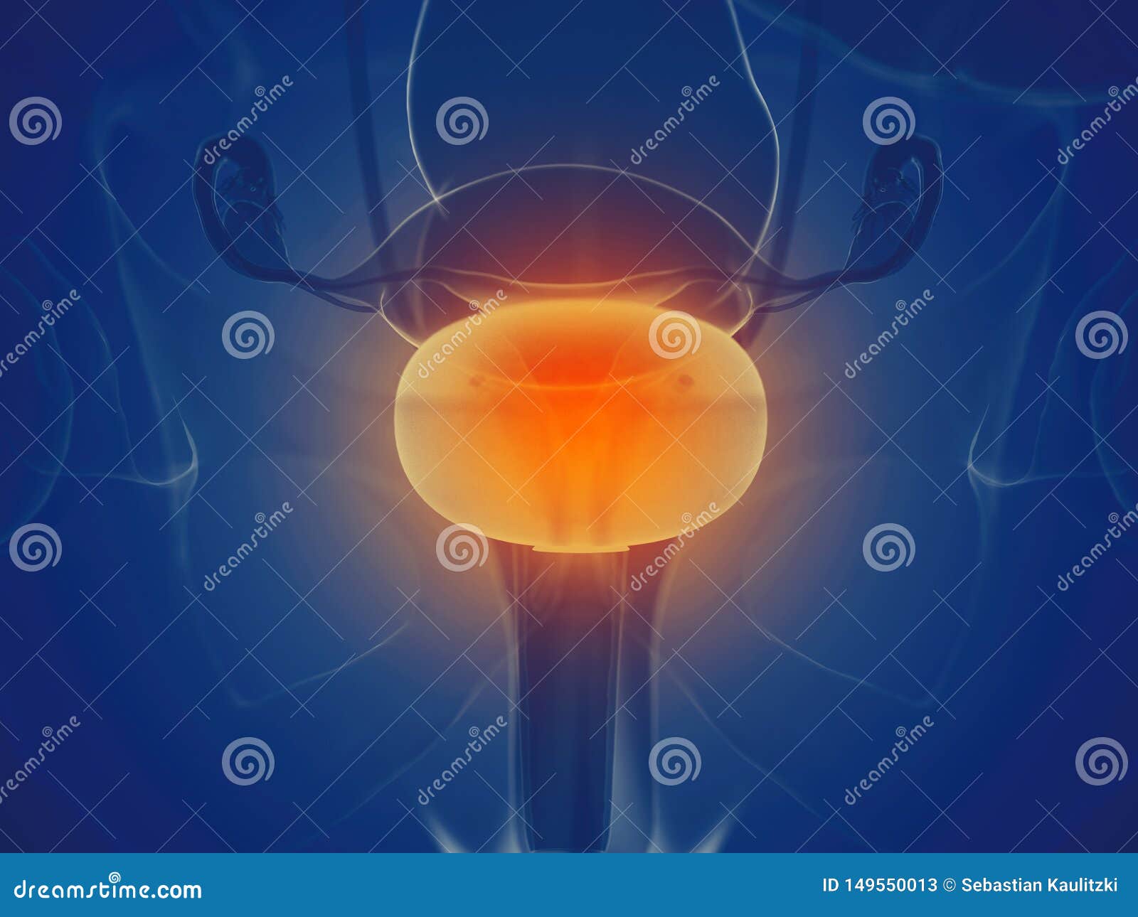 A womans bladder stock illustration. Illustration of biology - 149550013
