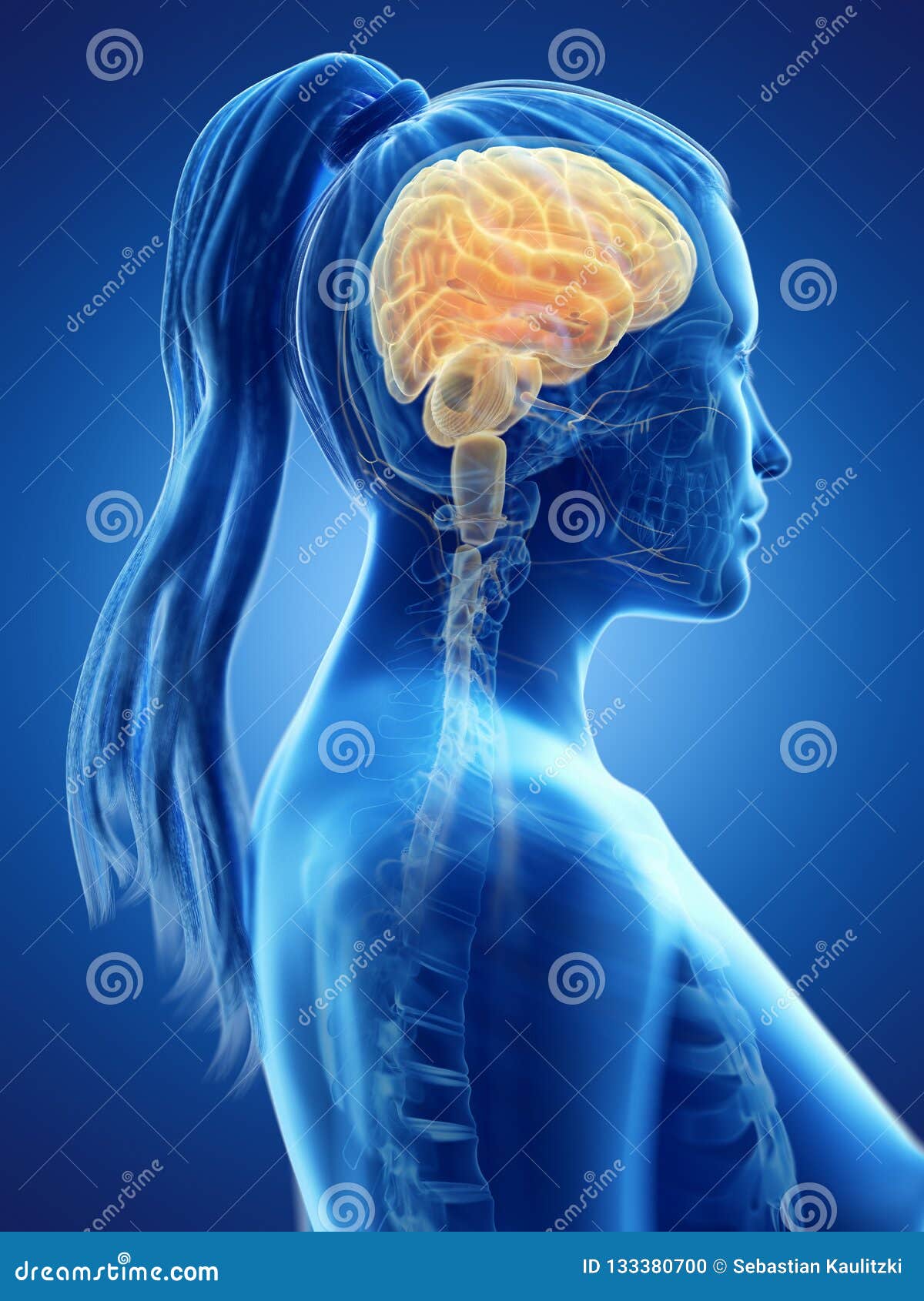 A womans brain stock illustration. Illustration of nerve - 133380700