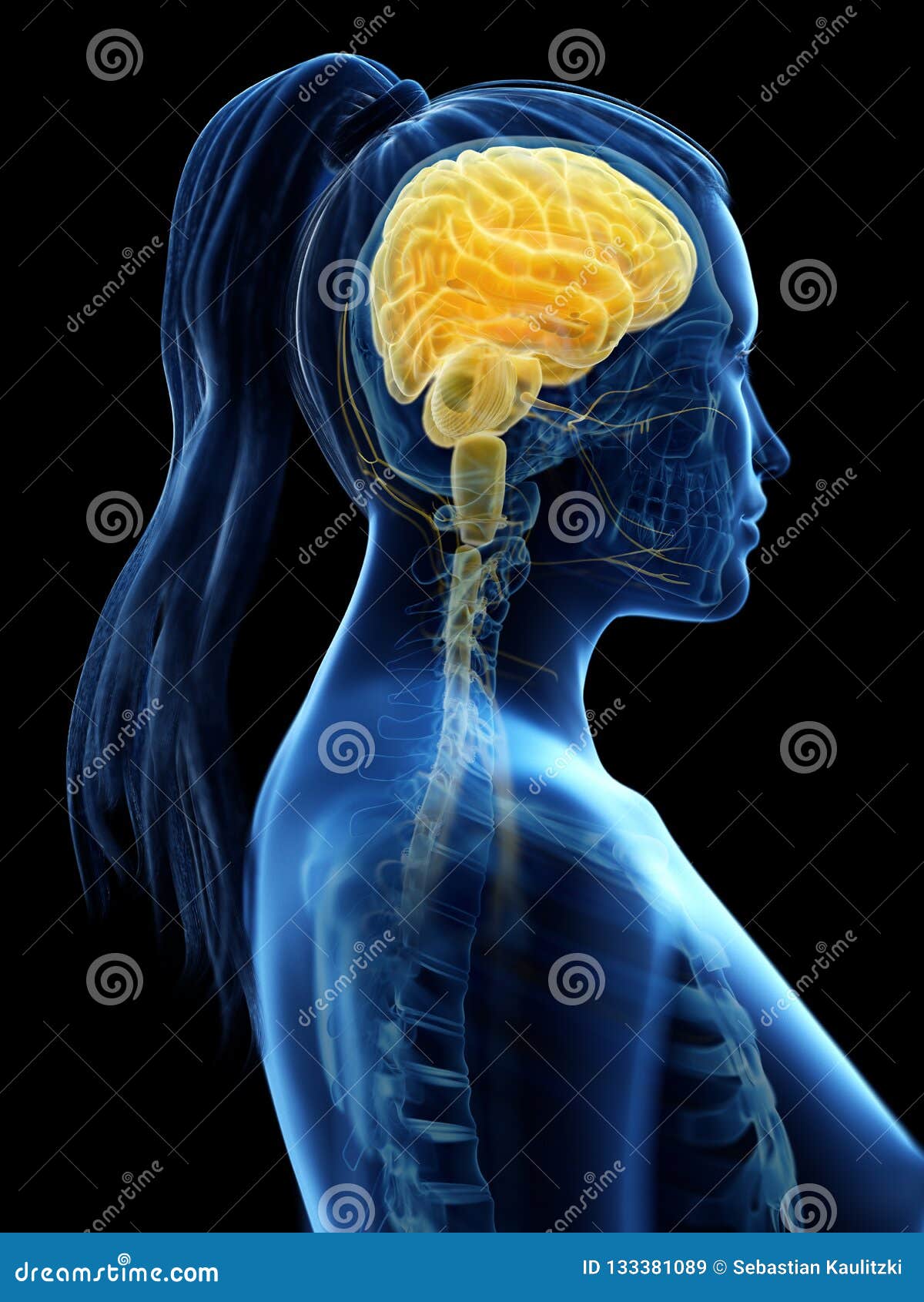 A womans brain stock illustration. Illustration of encephalon - 133381089