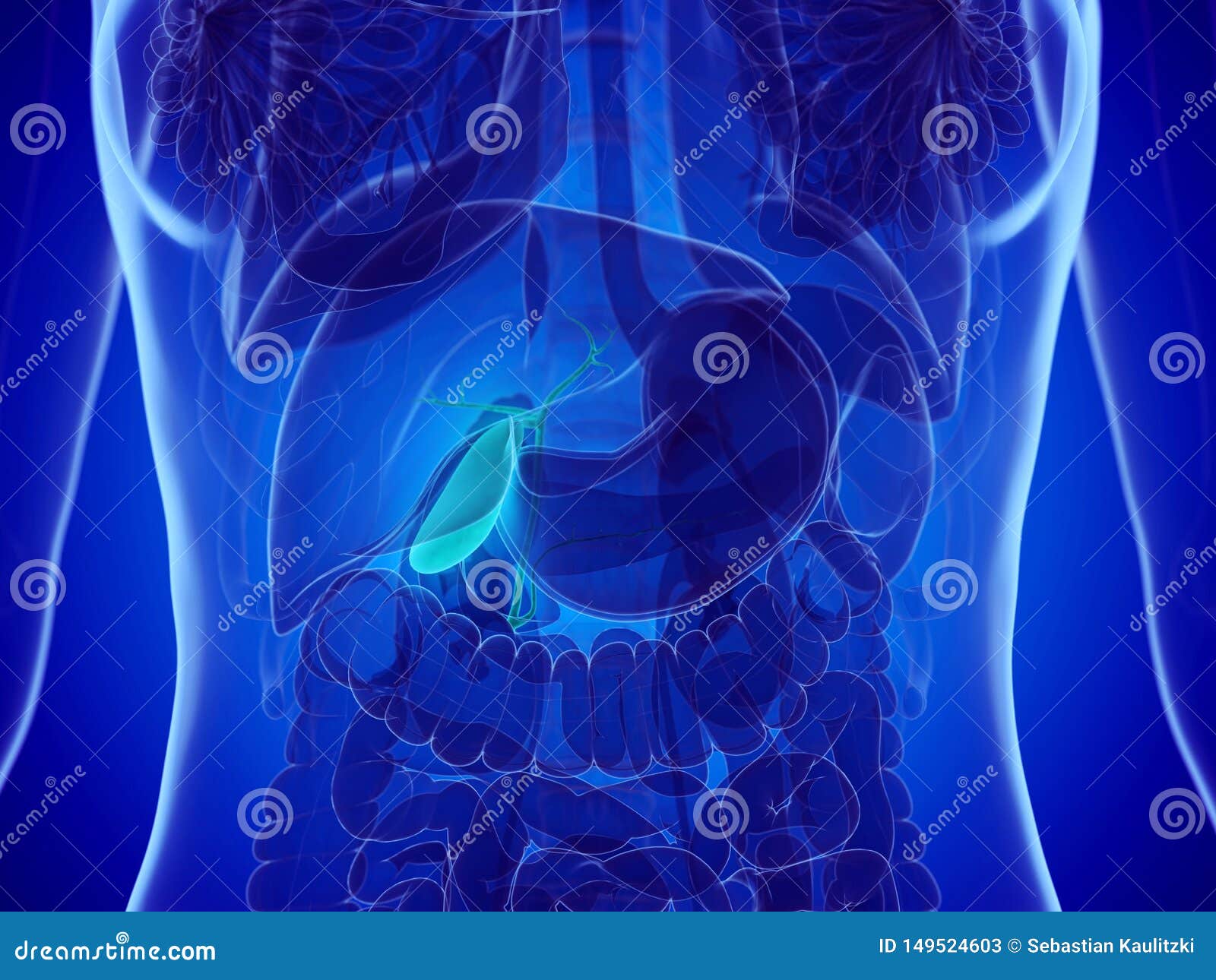A womans gallbladder stock illustration. Illustration of transparent ...