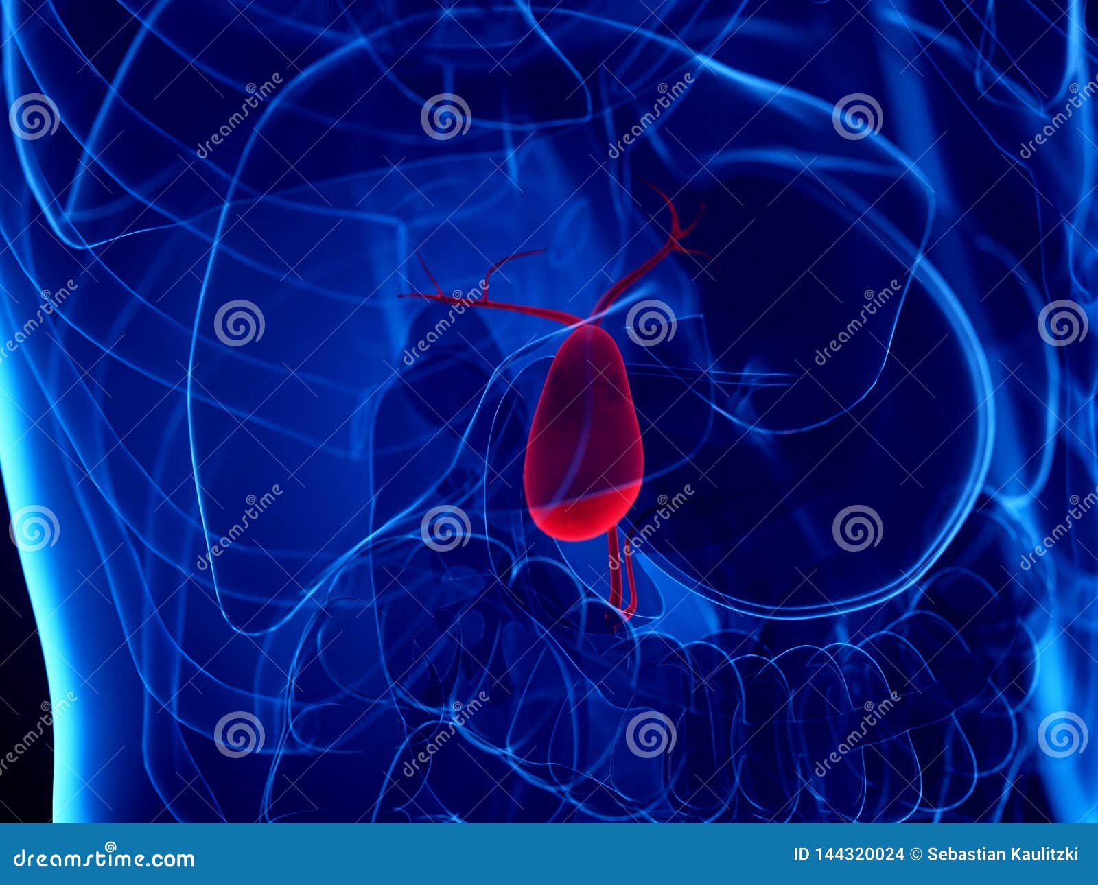 A womans gallbladder stock illustration. Illustration of transparent ...