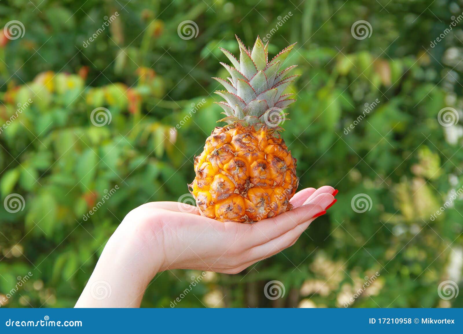The Womans Hand Holds Pineapple Stock Photo - Image of color, organic ...