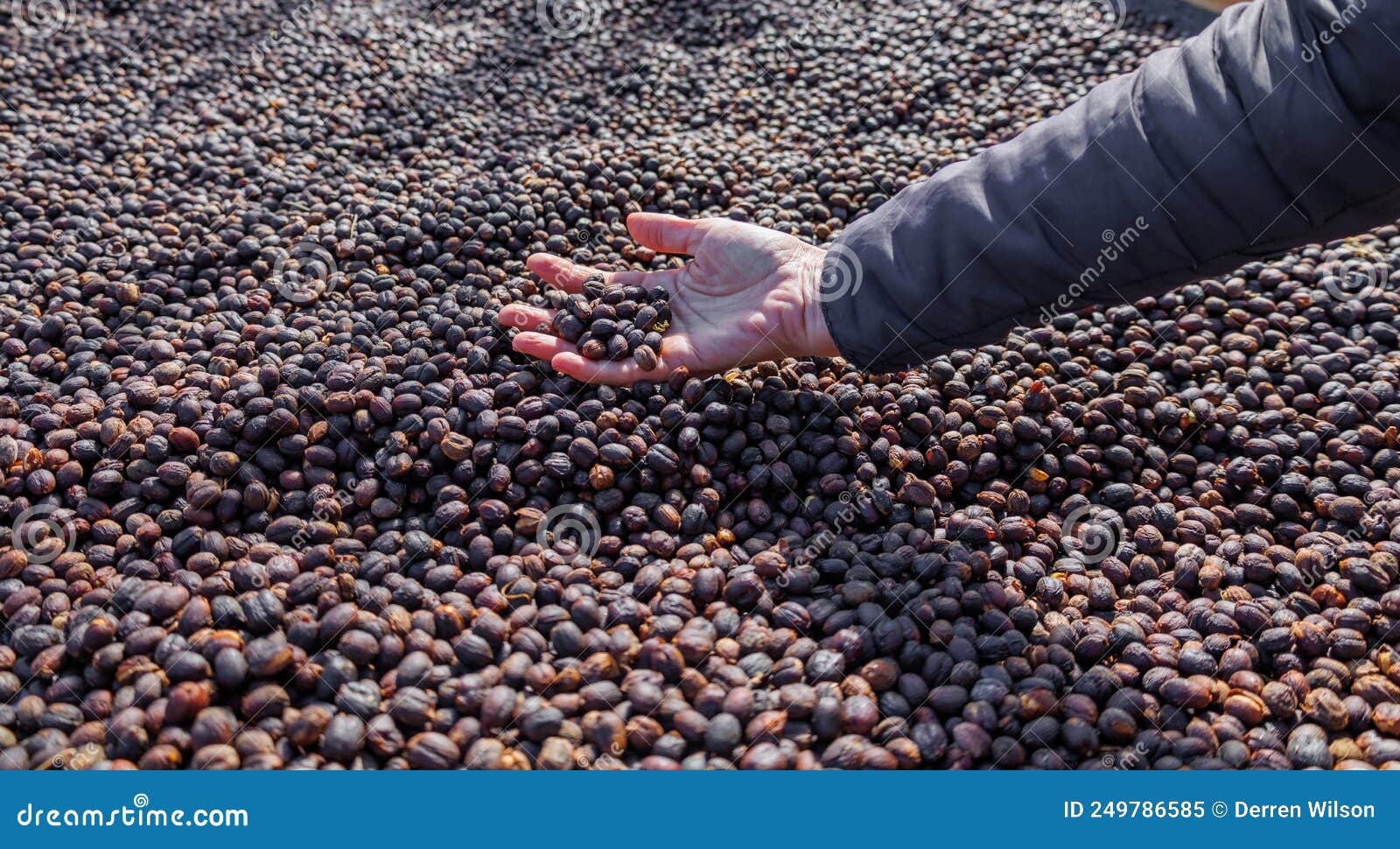 Womans Hand Sorting Dried Coffee Beans Stock Image - Image of coffee ...
