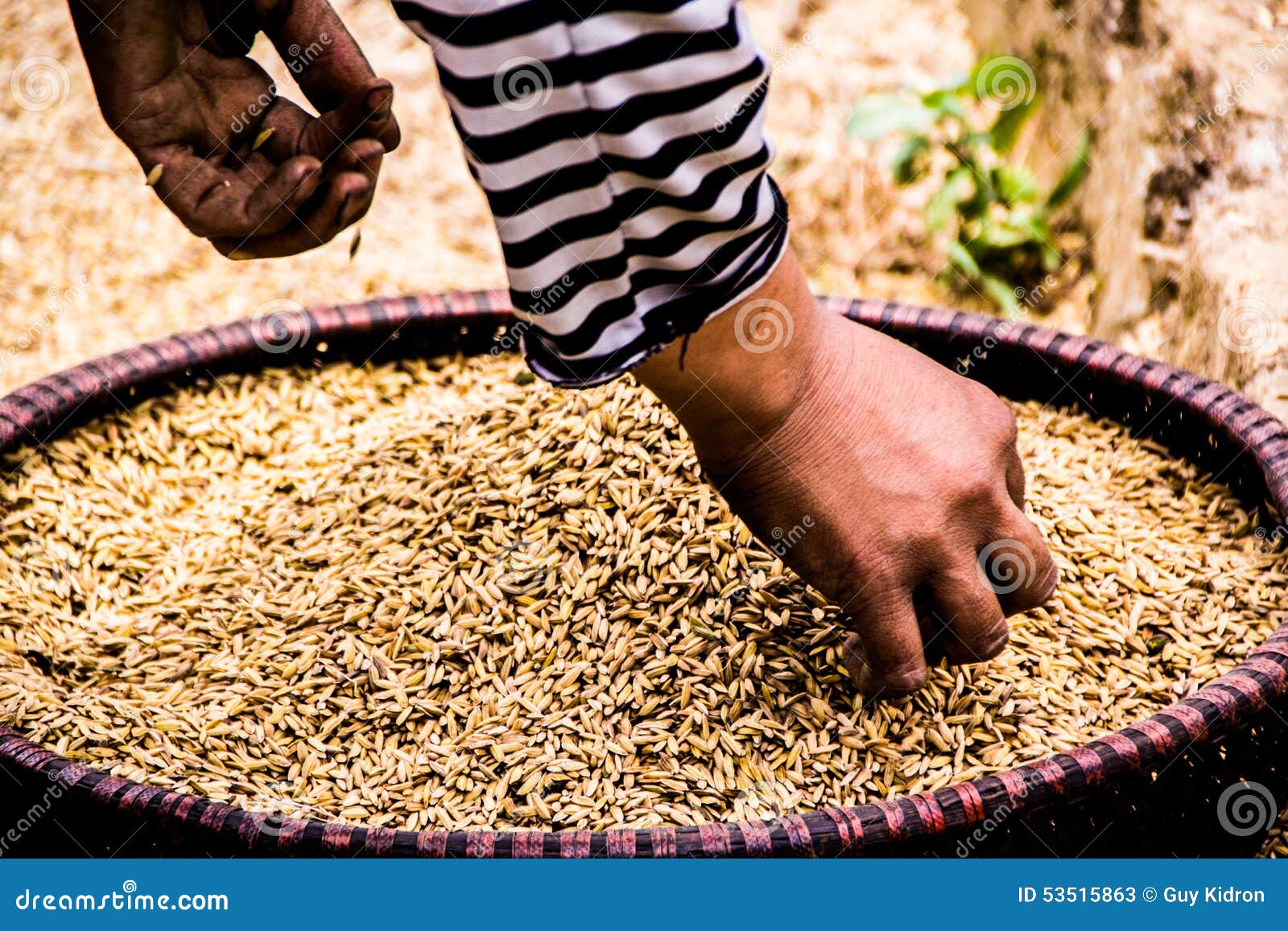 Womans hands with the rice stock image. Image of rice - 53515863