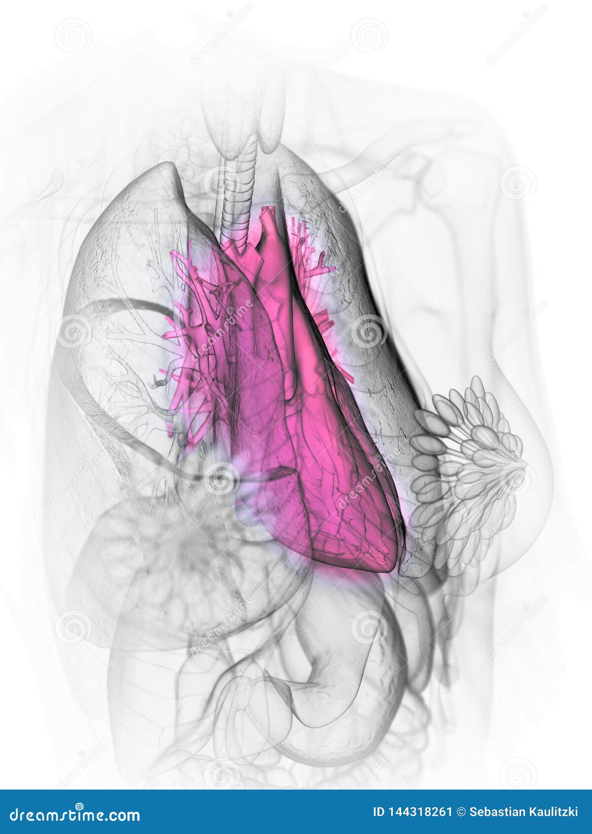 A womans heart stock illustration. Illustration of anatomical - 144318261