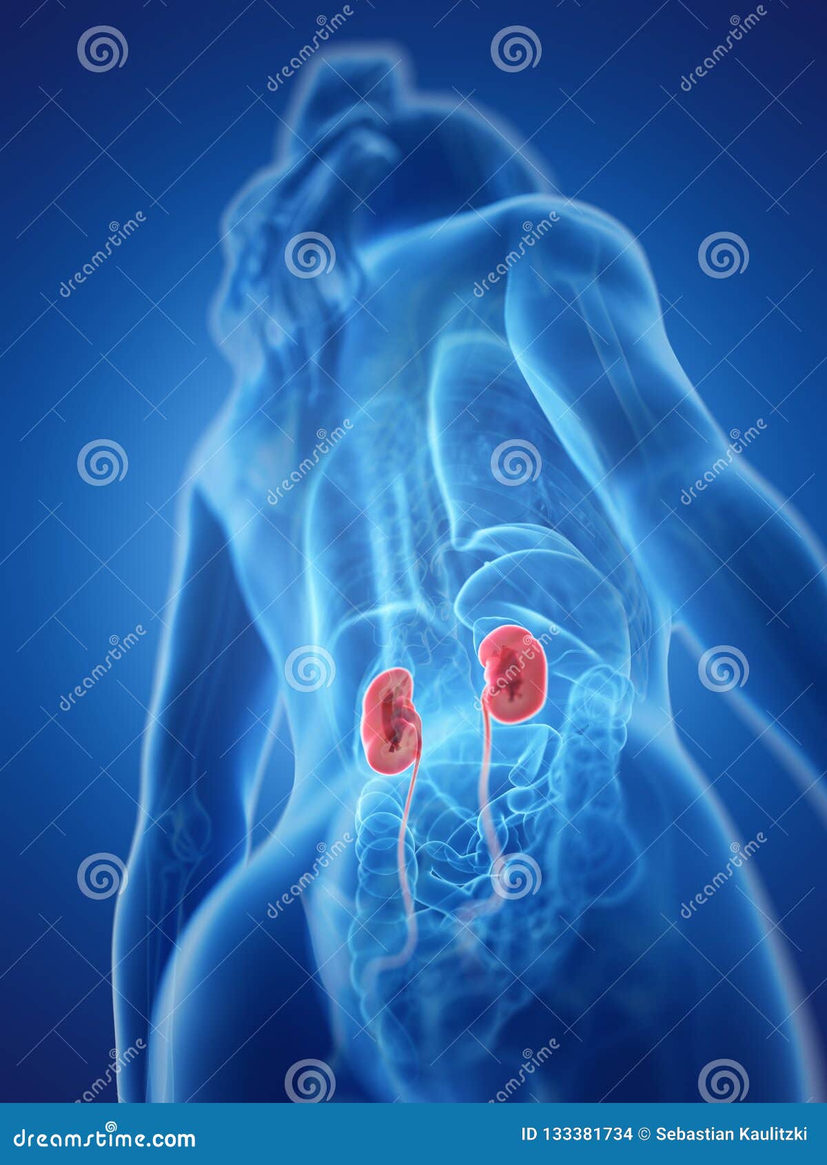 A womans kidneys stock illustration. Illustration of kidney - 133381734