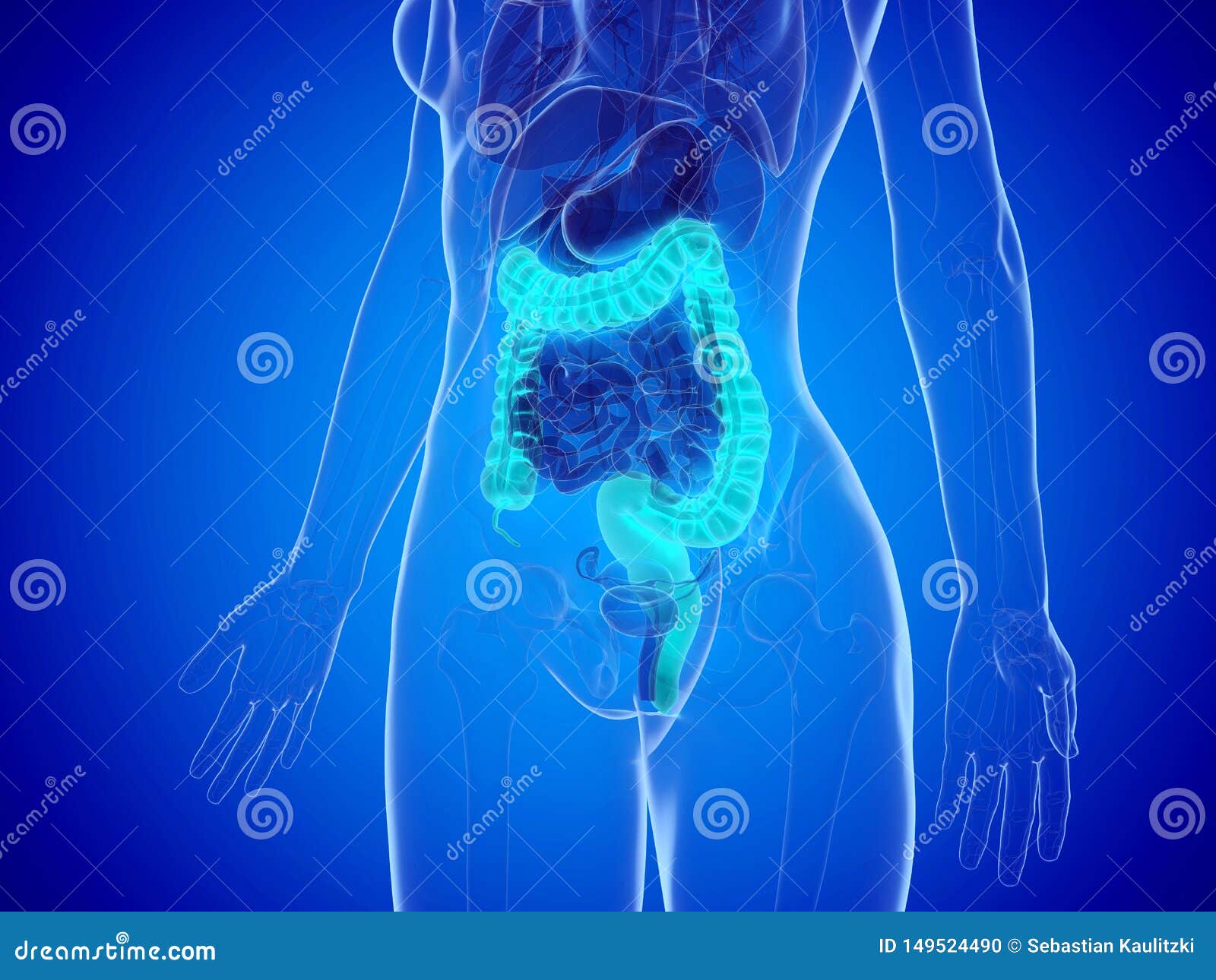 A womans large intestine stock illustration. Illustration of entero ...