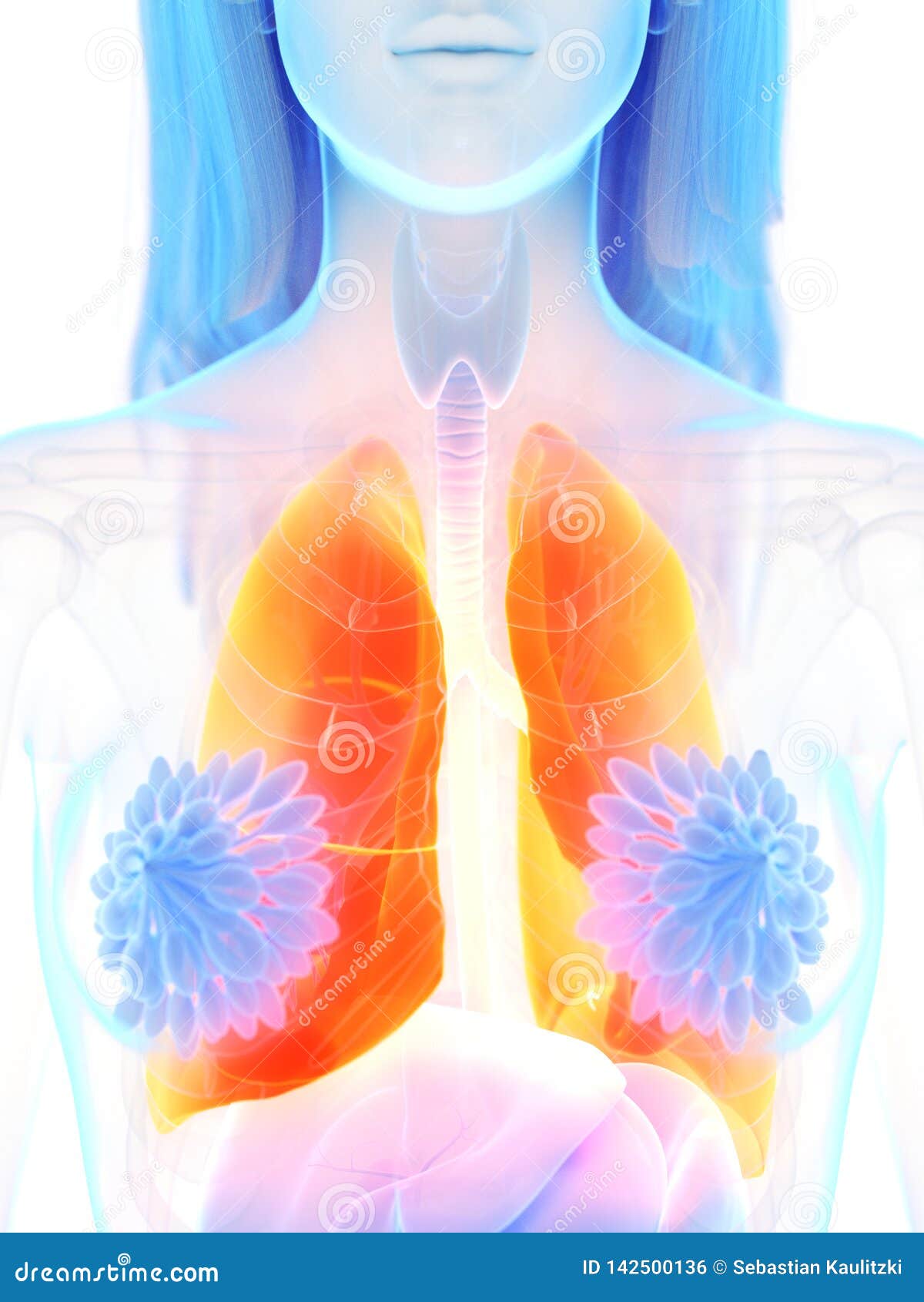 A womans lung stock illustration. Illustration of graphic - 142500136