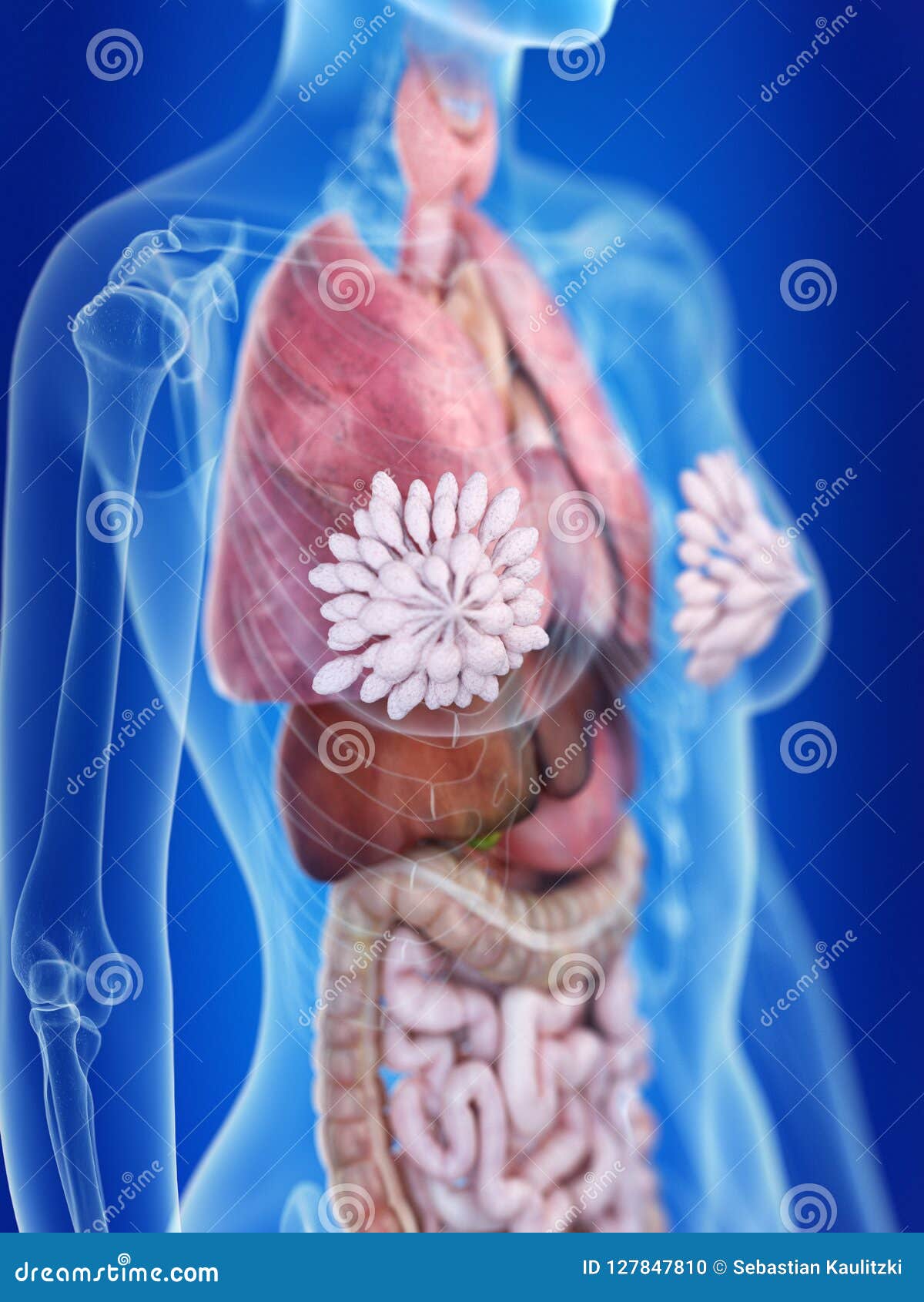 A womans mammary glands stock illustration. Illustration of accurate ...