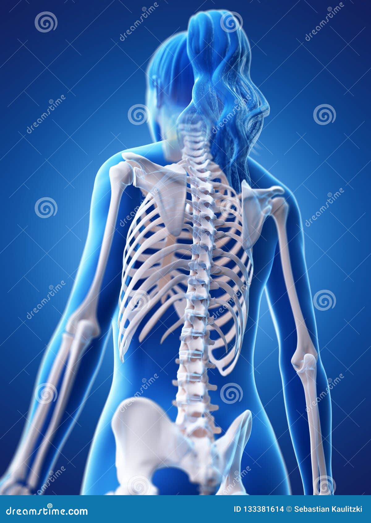 A womans skeletal back stock illustration. Illustration of skeleton ...