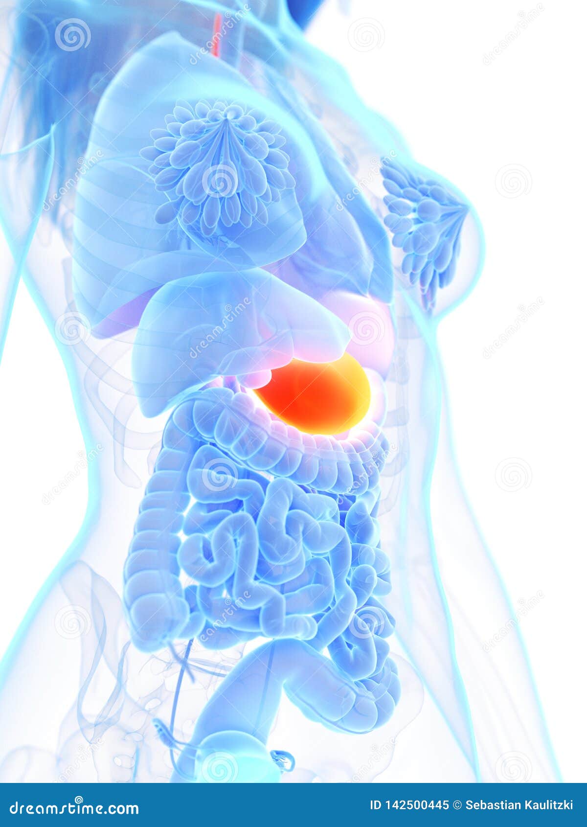 A womans stomach stock illustration. Illustration of artwork - 142500445