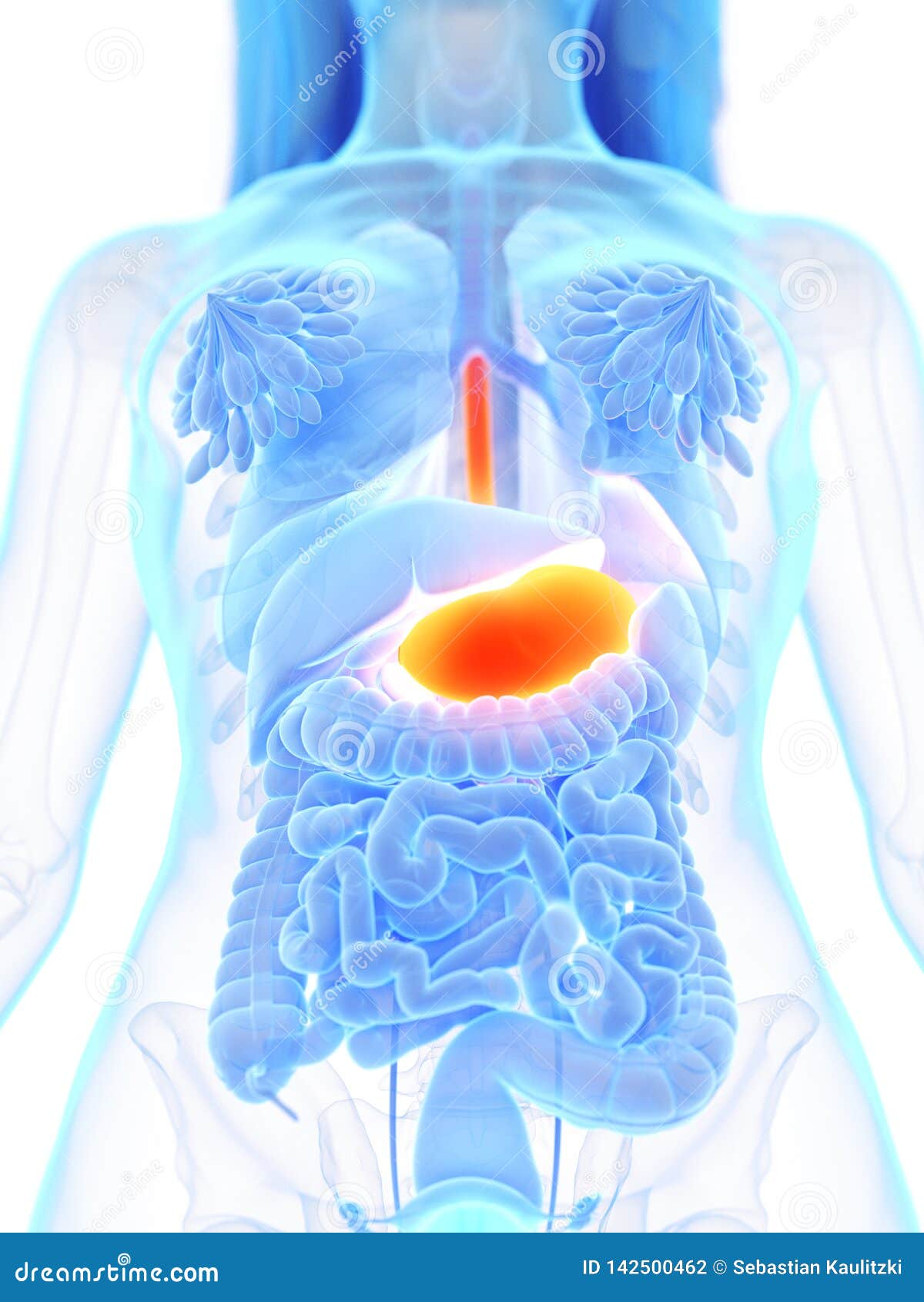 A womans stomach stock illustration. Illustration of accurate - 142500462