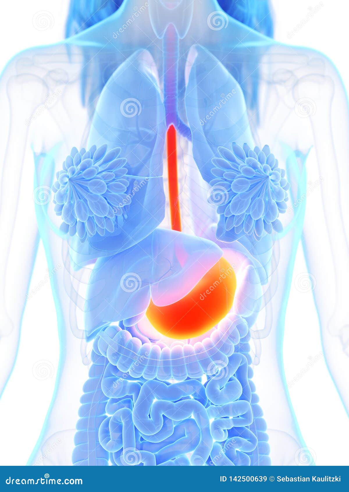 A womans stomach stock illustration. Illustration of gastric - 142500639