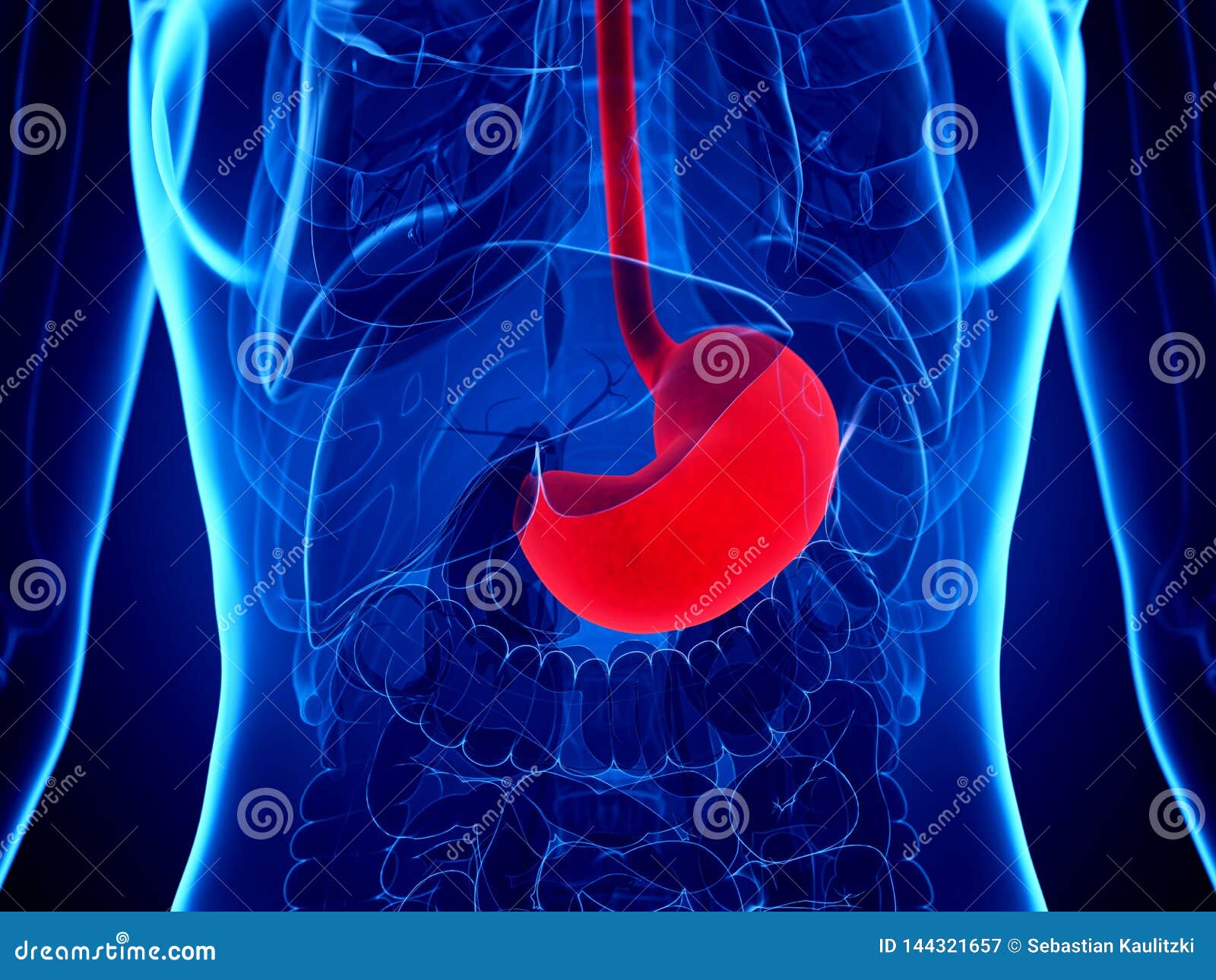 A womans stomach stock illustration. Illustration of gastric - 144321657