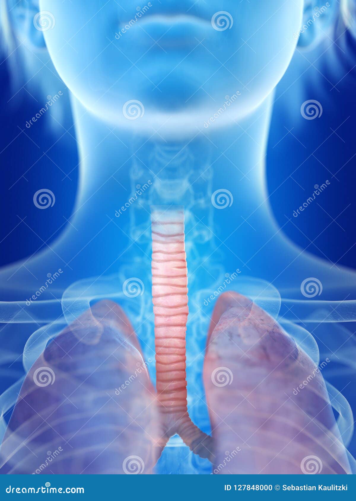 A womans trachea stock illustration. Illustration of bronchus - 127848000