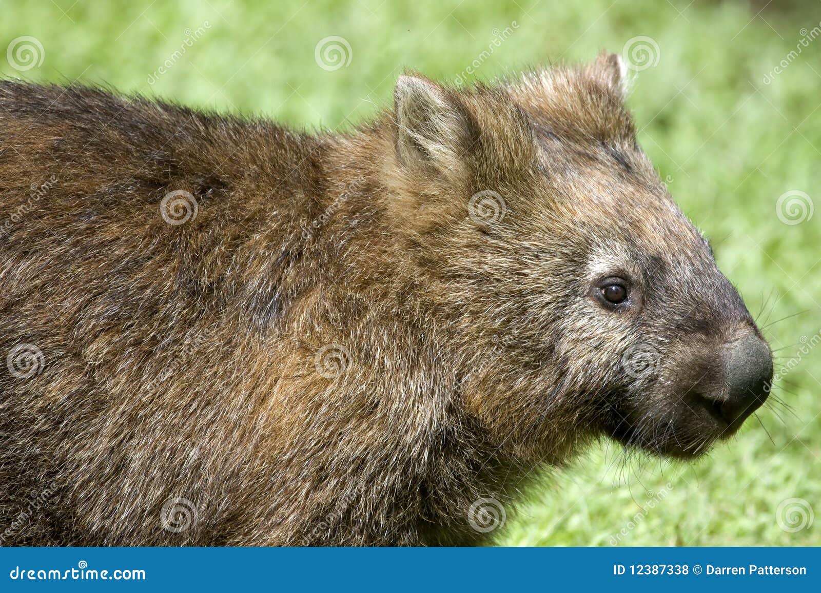 Wombat stock photo. Image of australian, wildlife, cute - 12387338