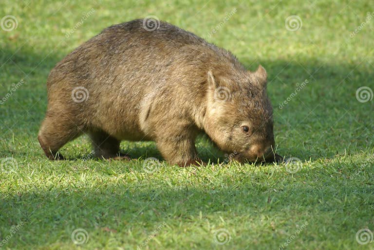 Wombat stock image. Image of hair, wombat, grey, mammal - 12695591