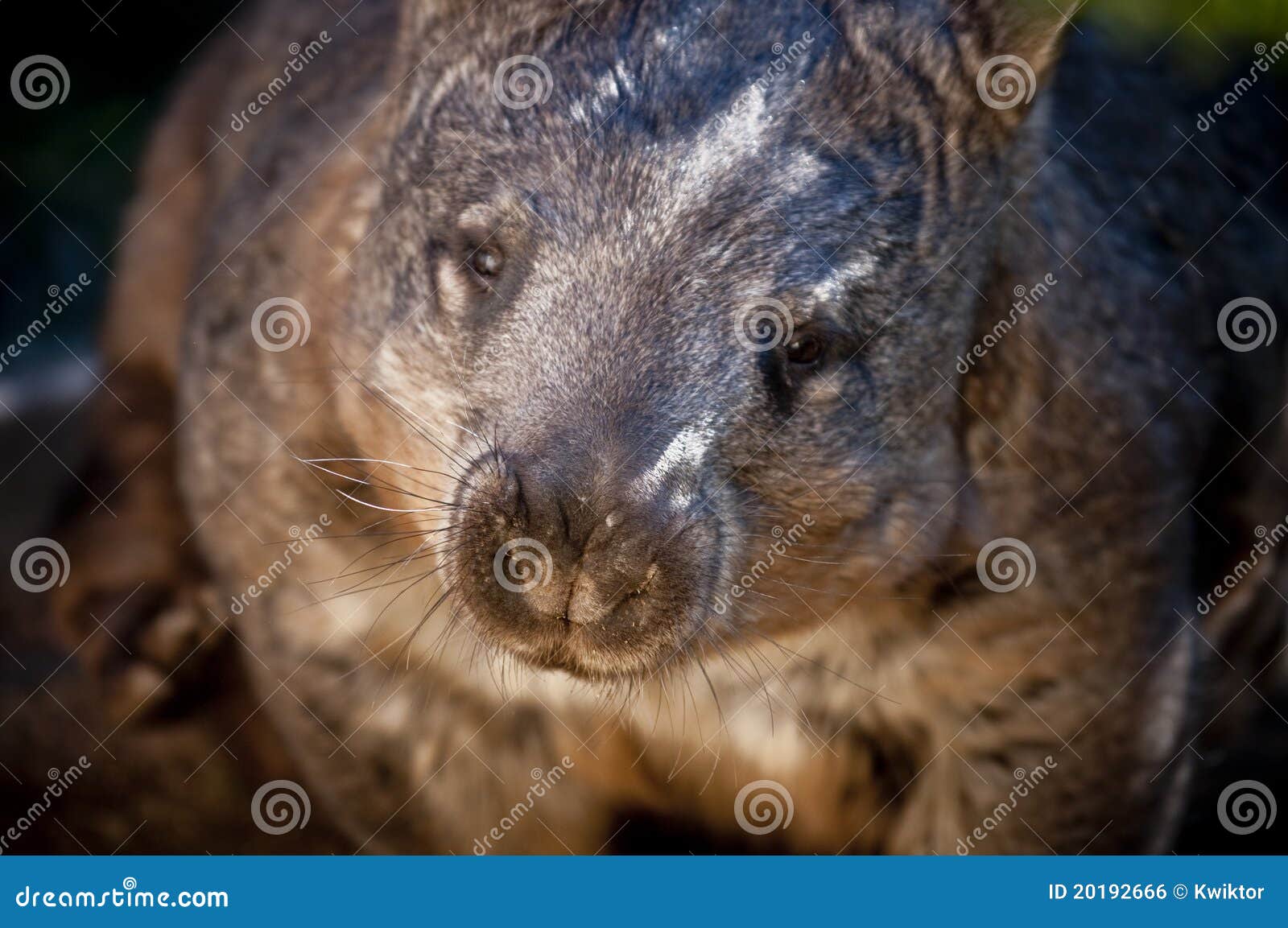 Wombat stock photo. Image of beach, vombatus, prom, marsupial - 20192666