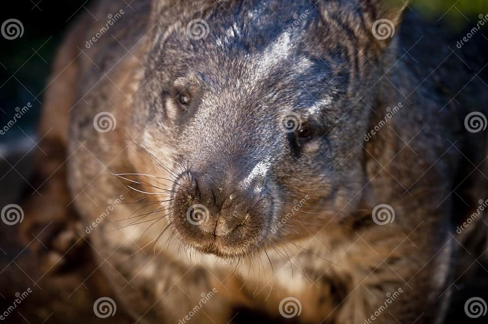Wombat stock photo. Image of beach, vombatus, prom, marsupial - 20192666