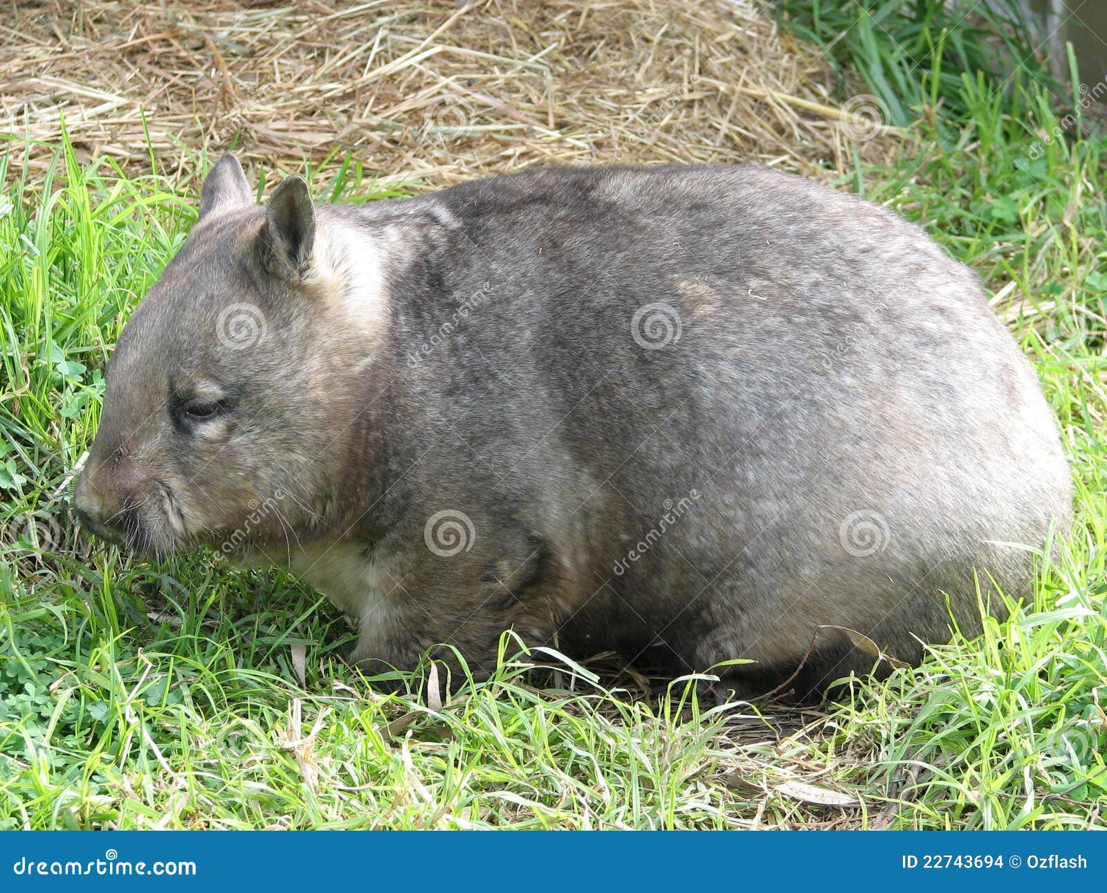 Wombat stock photo. Image of nosed, furry, australia - 22743694