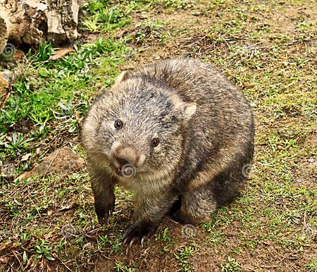 Australian Cute and Smiling Wombat Stock Image - Image of mammal ...