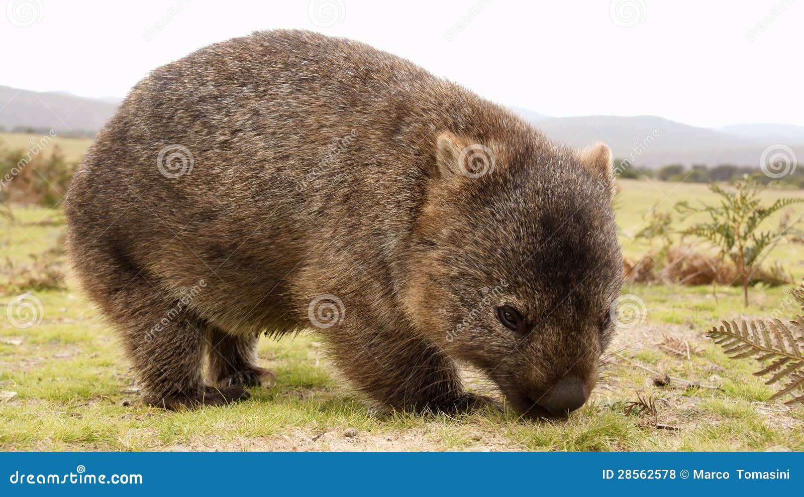Fat Wombat Stock Image | CartoonDealer.com #212383