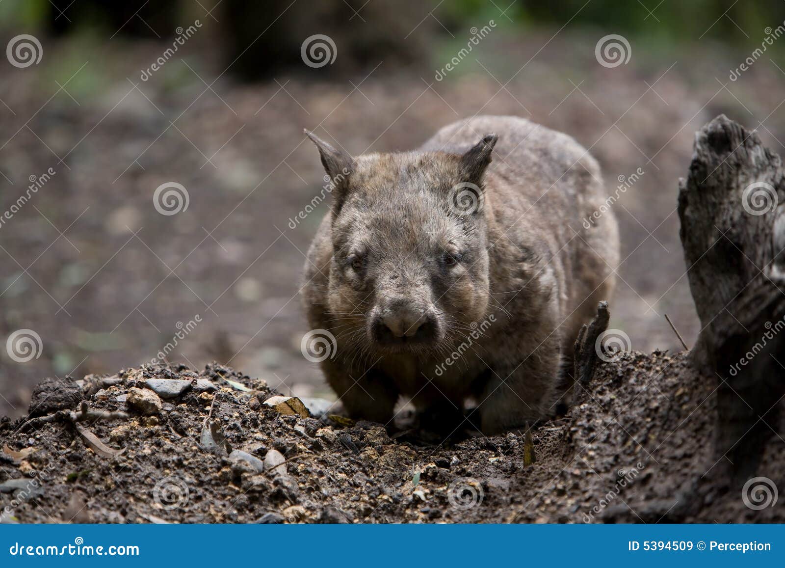 Wombat stock image. Image of marsupial, nature, nocturnal - 5394509
