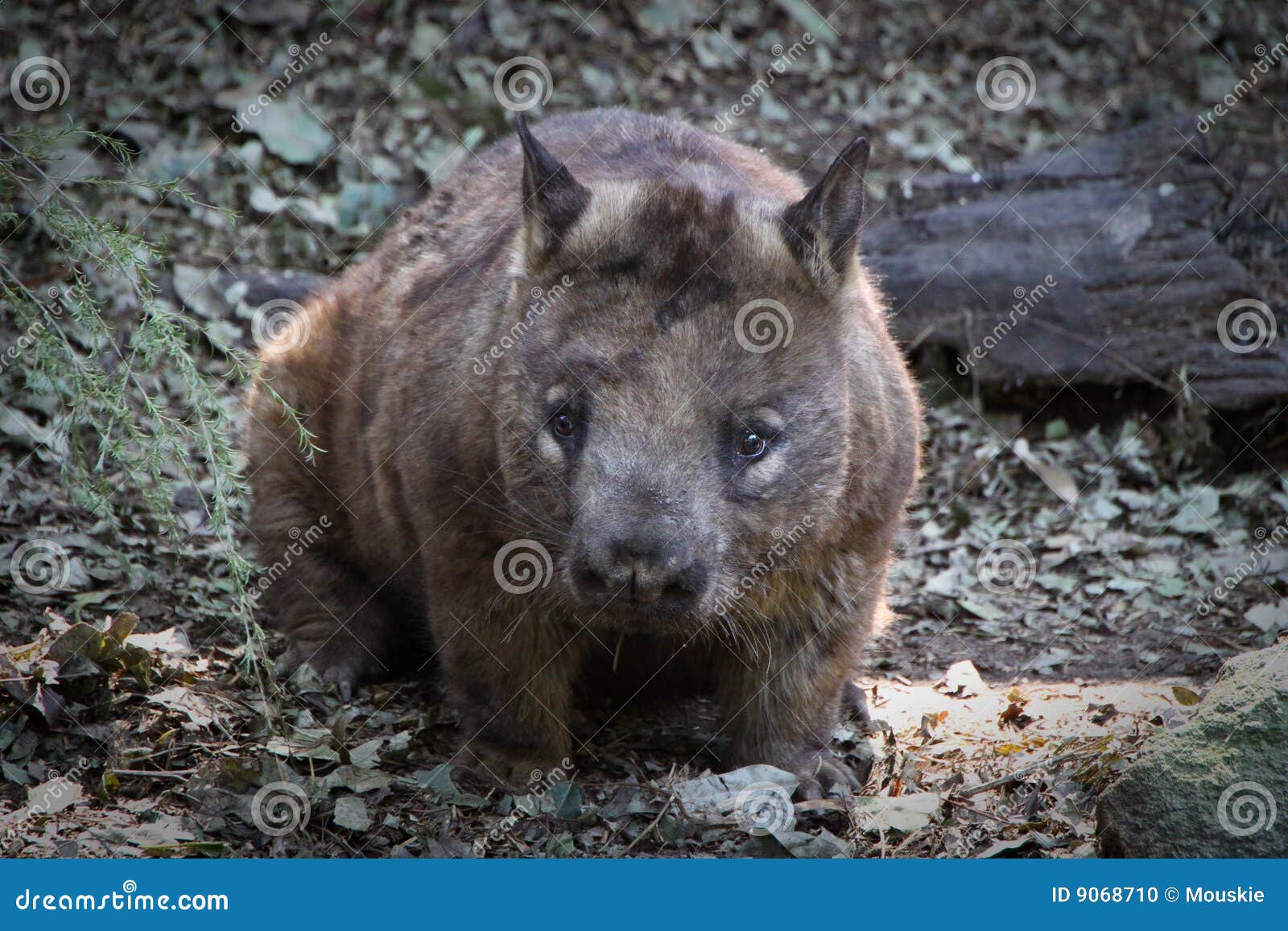 Fat Wombat Stock Image | CartoonDealer.com #212383