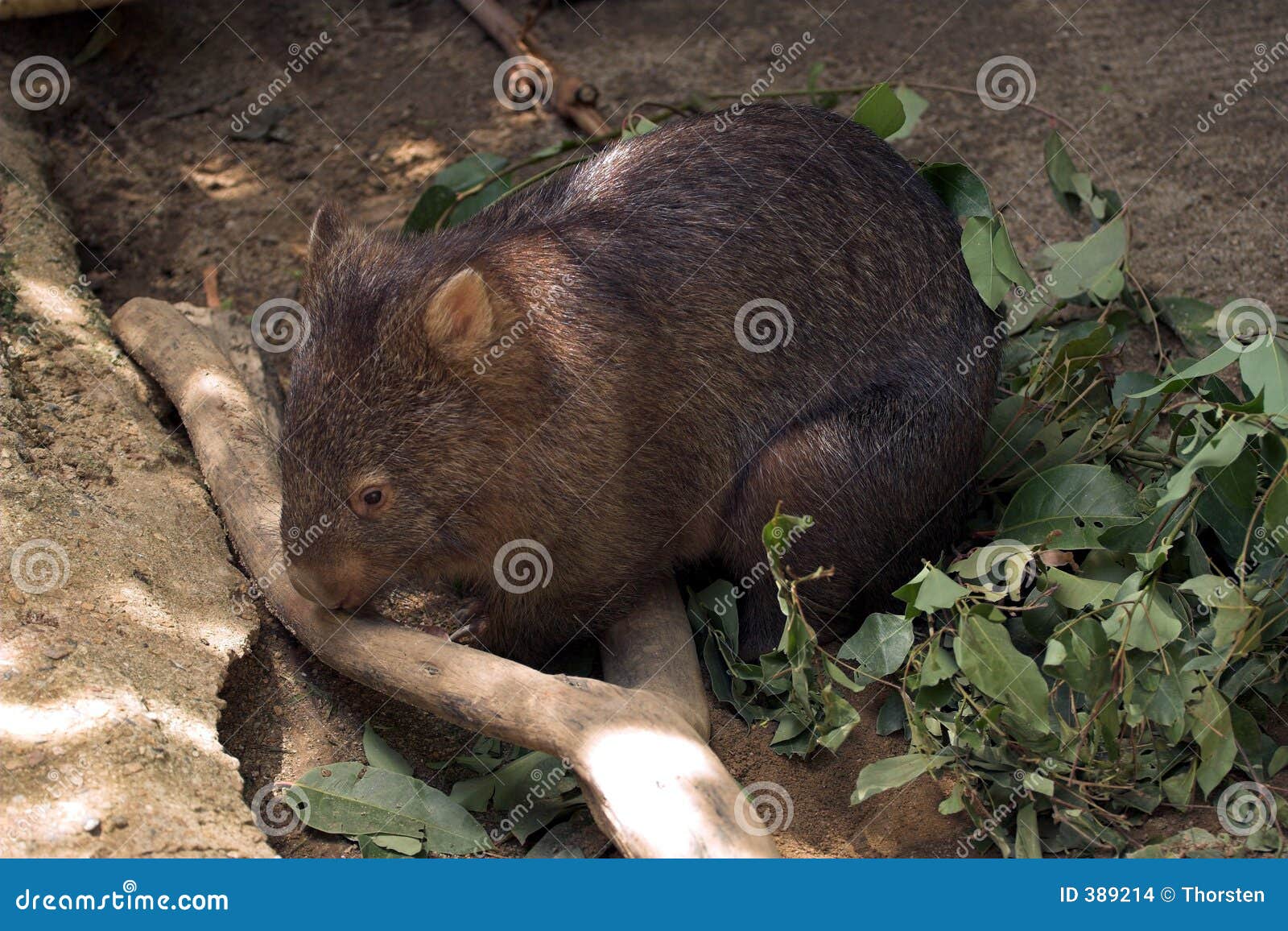 Wombat, Australia foto de archivo. Imagen de pelo, wombat - 389214