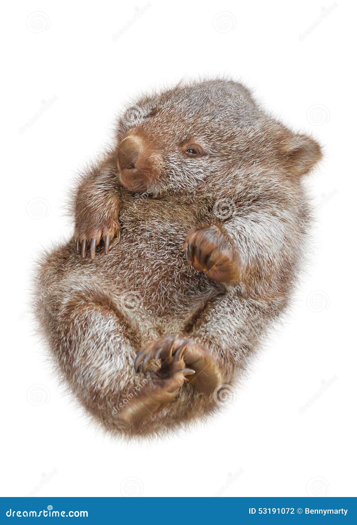 Wombat Australia del bebé foto de archivo. Imagen de fondo - 53191072